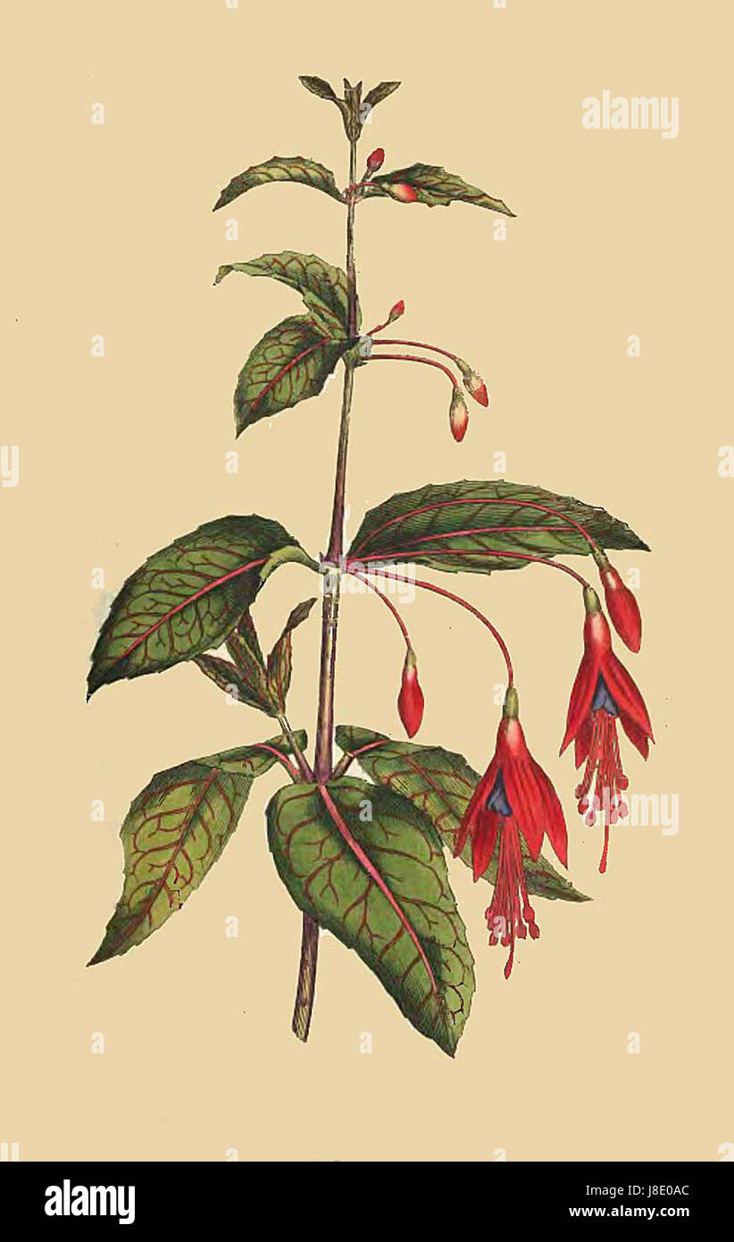 Fuchsia genus flowers hi-res stock photography and images - Alamy