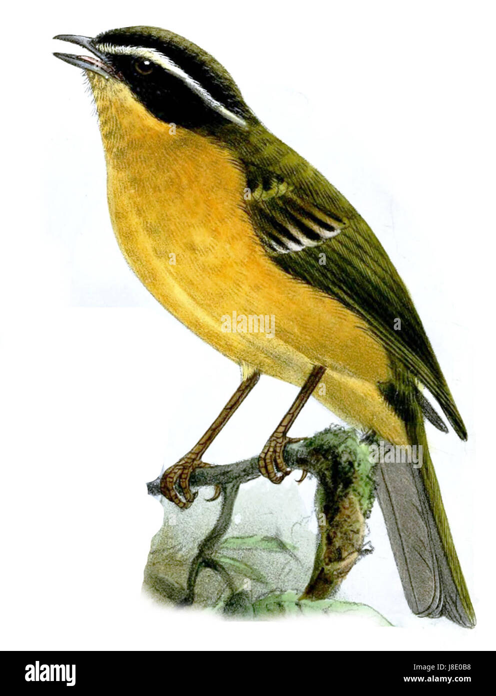 Three birds in a Cut Out Stock Images & Pictures - Alamy