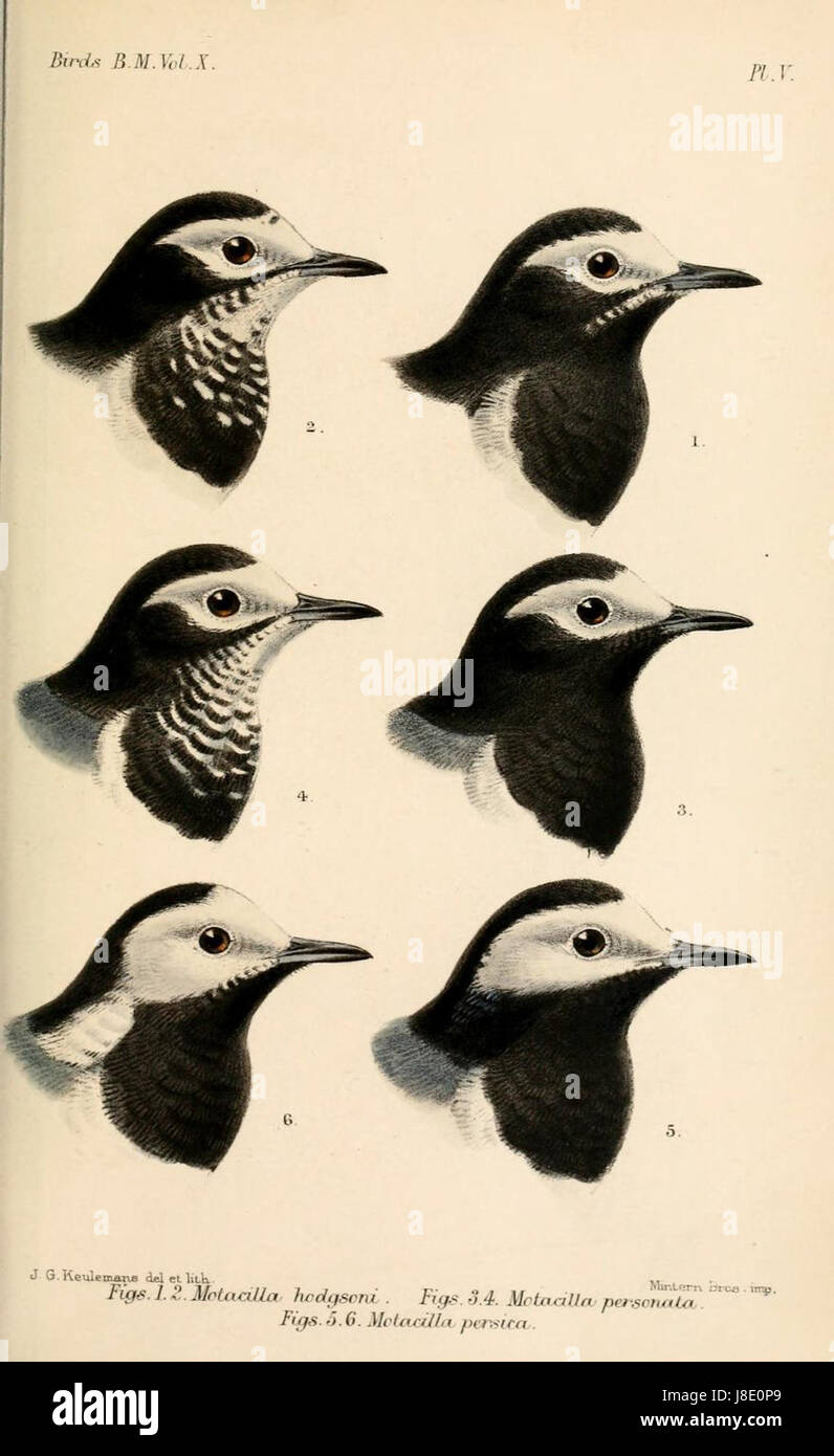 This image is a depiction of the Eurasian Wagtail (Motacilla alba ...