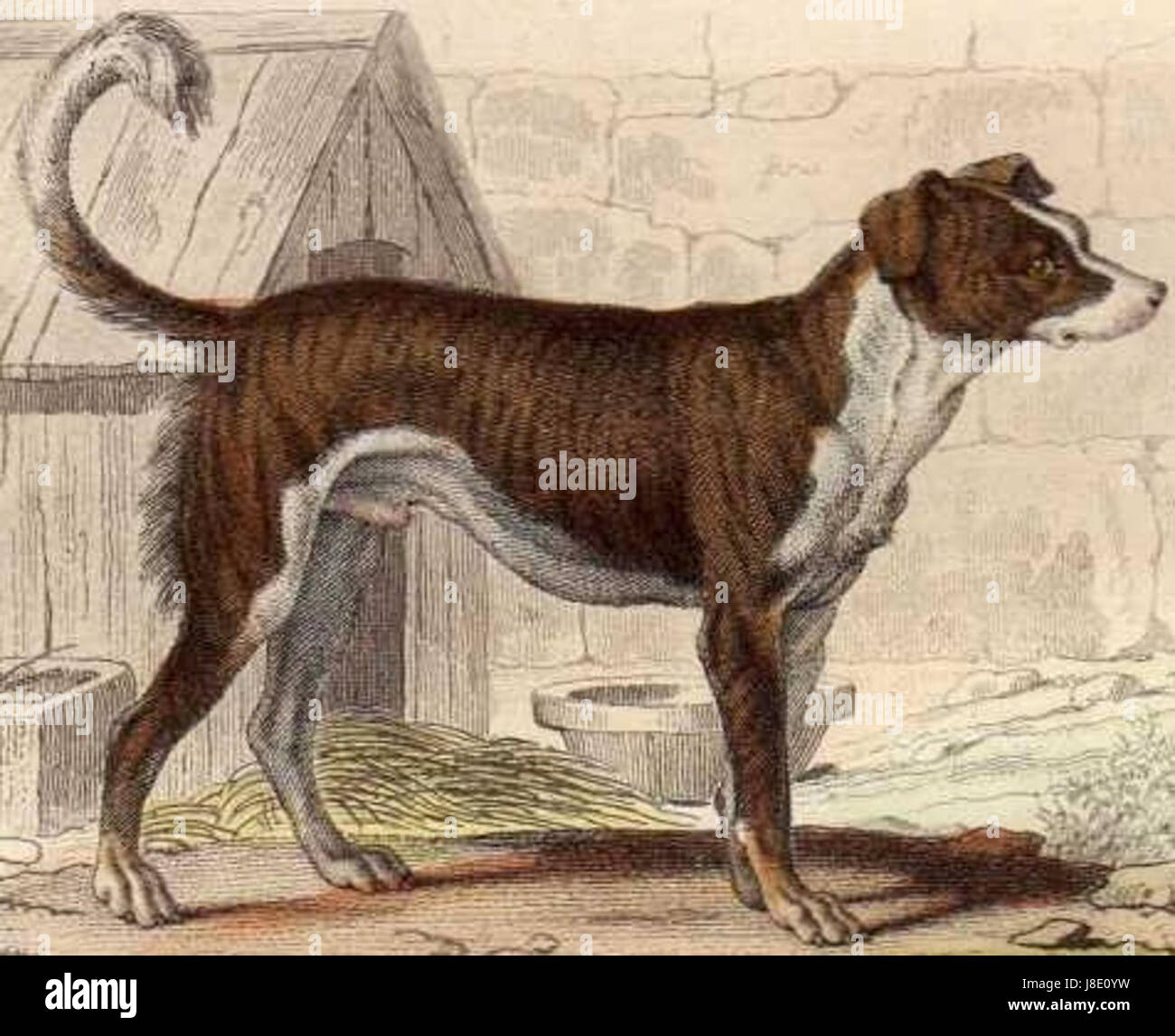 This likely refers to a segment or part of â€˜Matin Buffon,â€™ a work ...