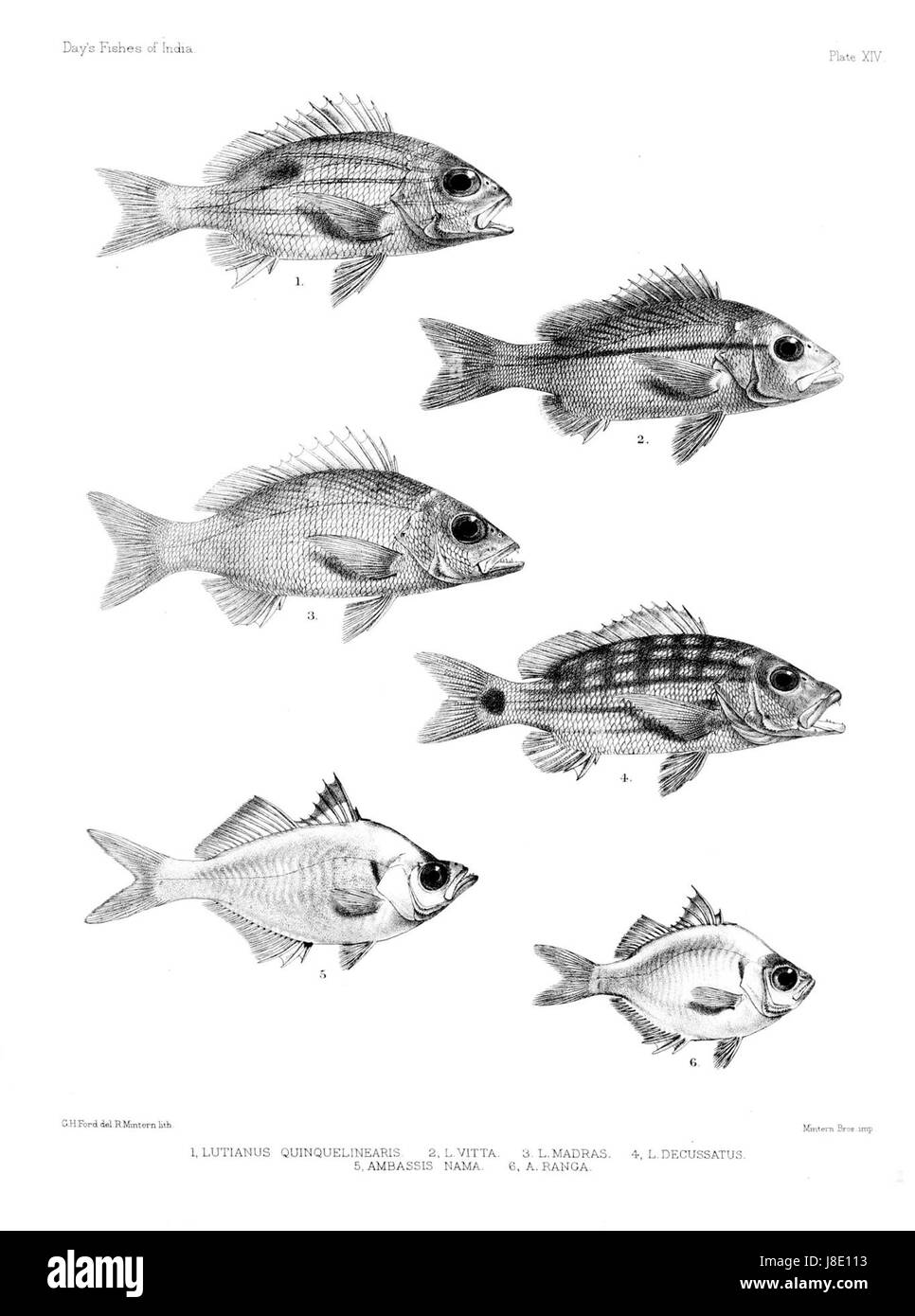 Engraving anatomy plate Black and White Stock Photos & Images - Alamy