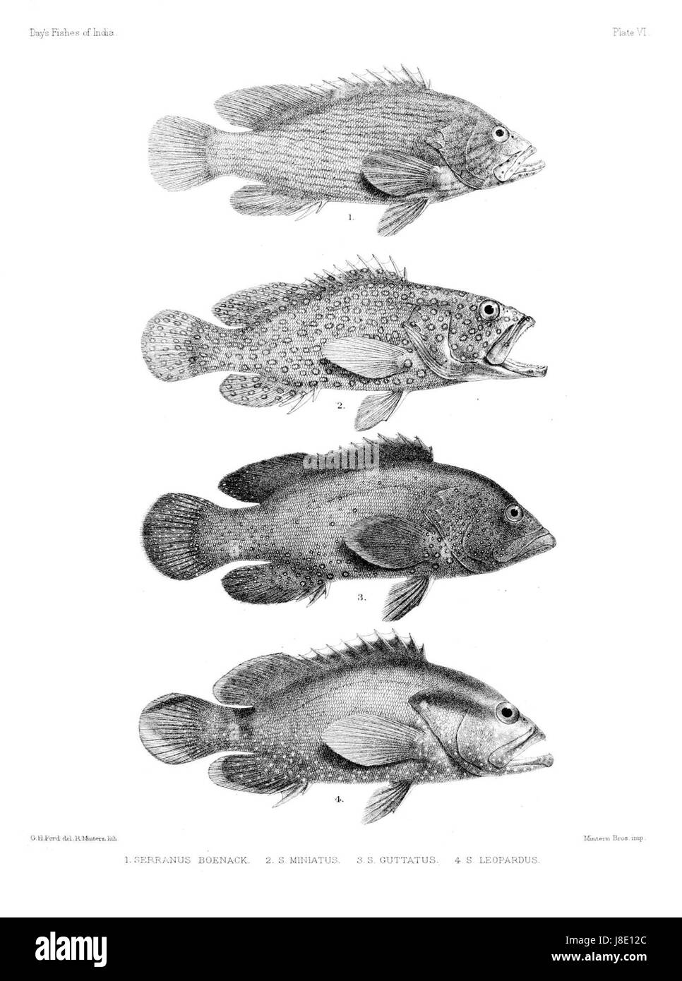 *Fishes of India* is an illustrated atlas that catalogues various fish ...