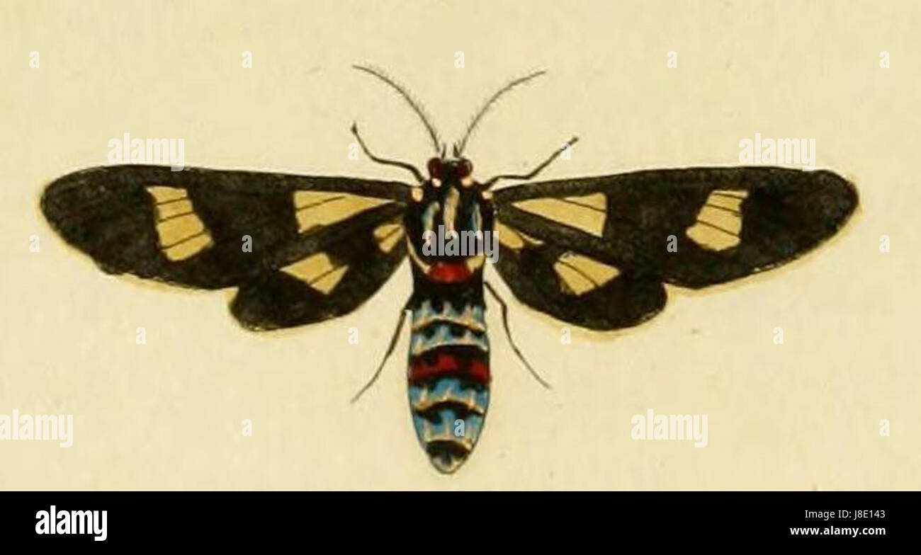 Euchromia guineensis hi-res stock photography and images - Alamy