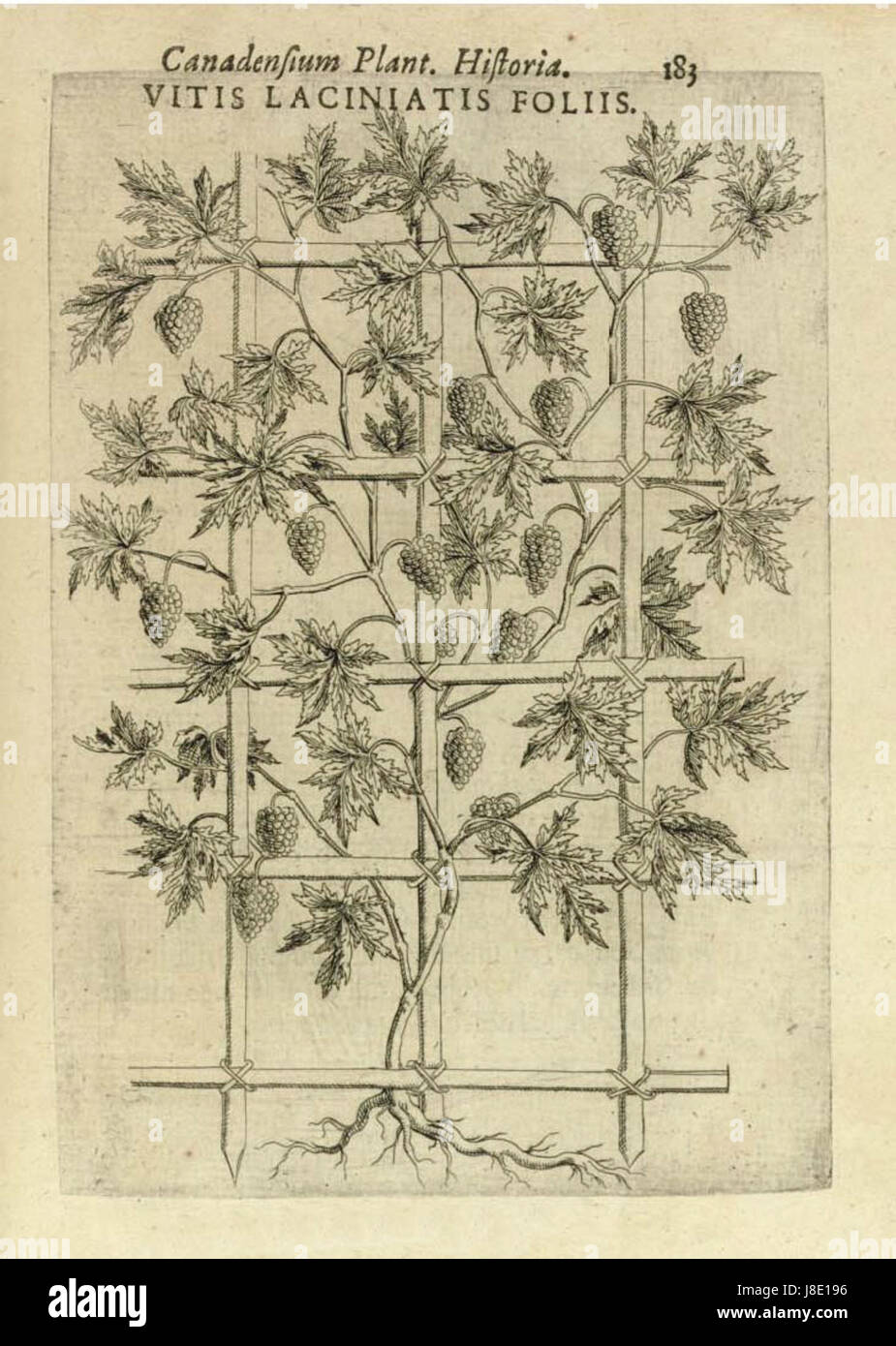 Jacques Philippe Cornut (1606–1651) was a French physician and botanist ...