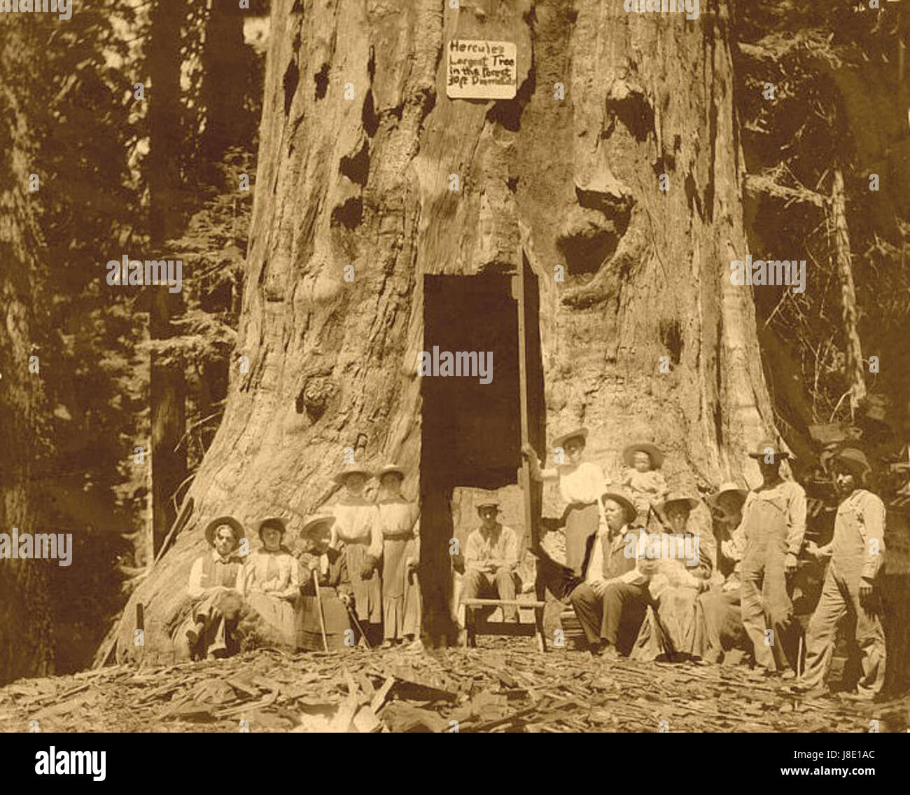 The Hercules Tree, depicted in this 1902 photograph, is an impressive ...