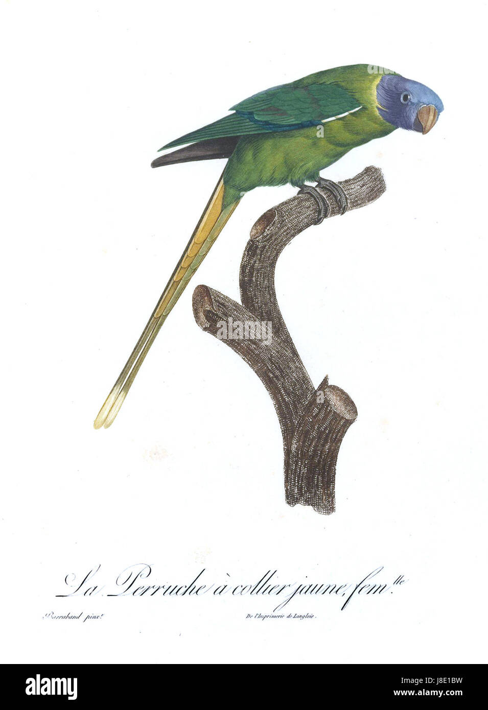 The Levaillant Parrot, native to southern Africa, is a species known ...