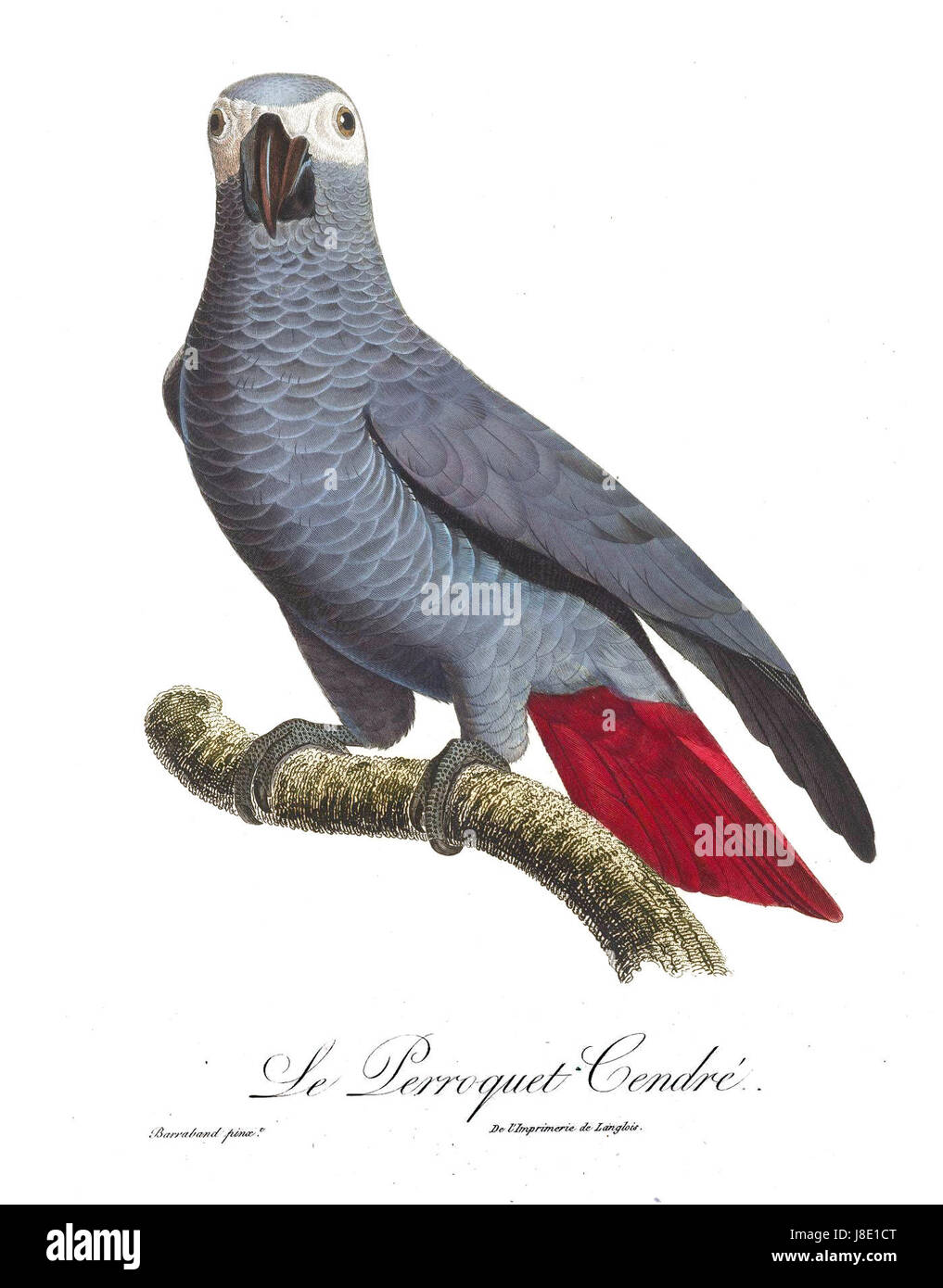 The Levaillant Parrot is a species of parrot known for its vibrant ...