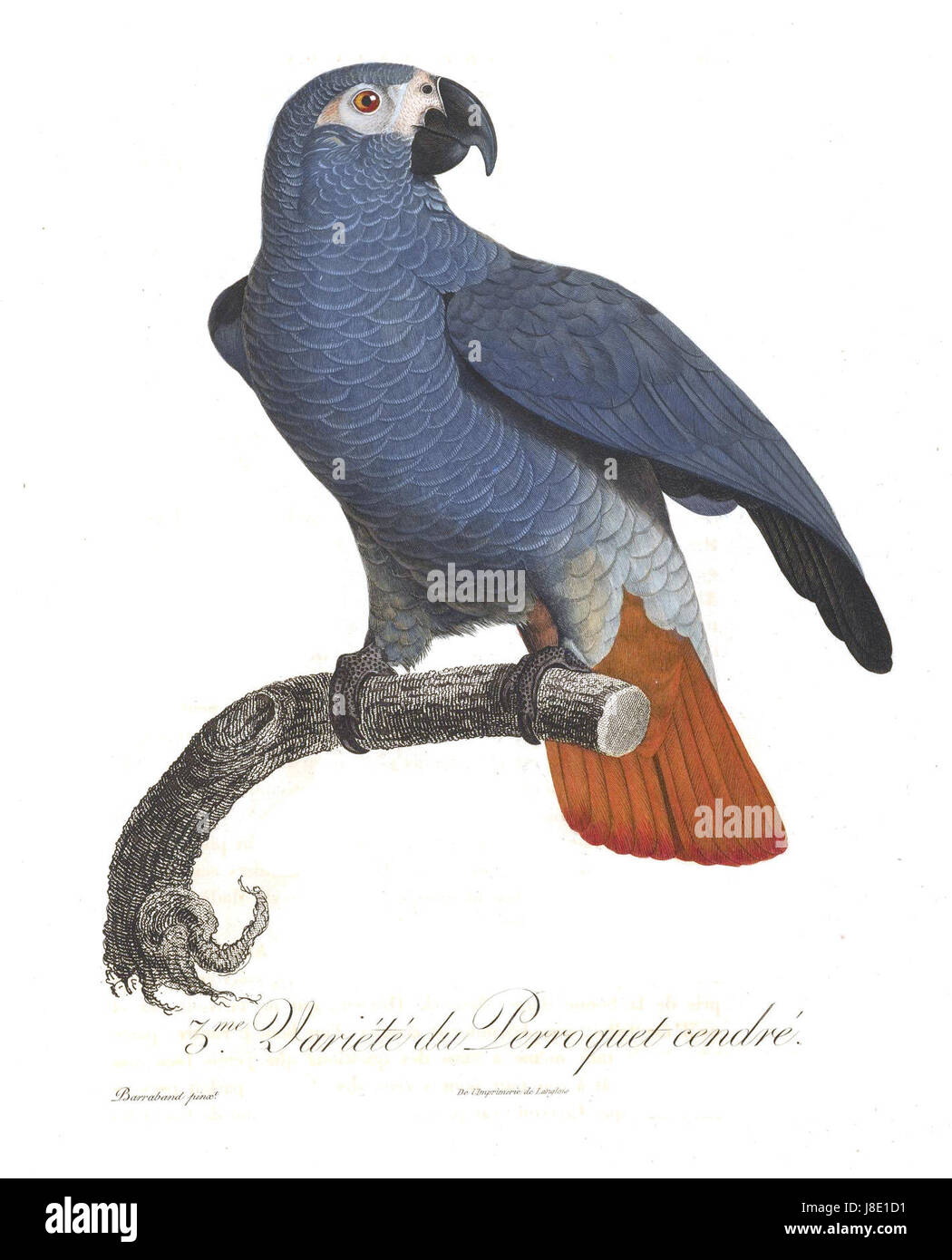 The Levaillant Parrot, named after the French ornithologist FranÃ§ois ...