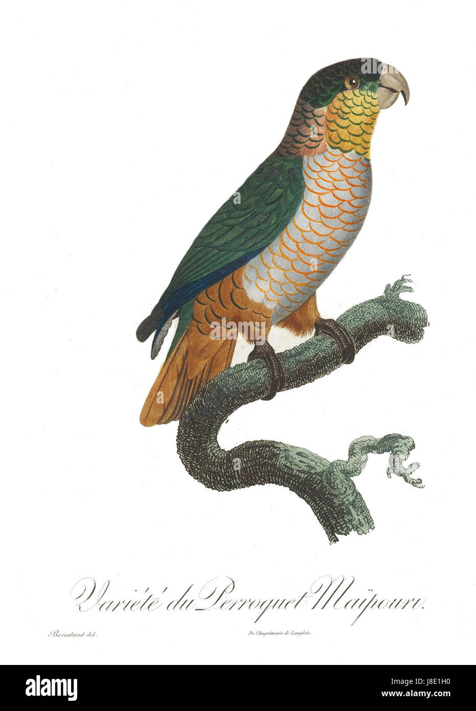 Parrot anatomy drawing hi-res stock photography and images - Alamy