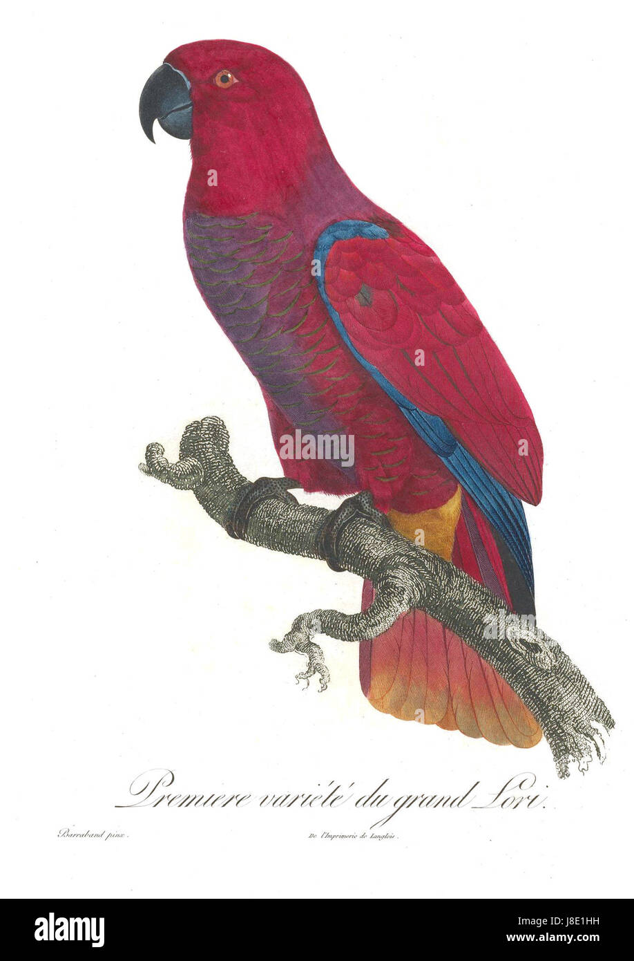 Parrots of the rainforest Cut Out Stock Images & Pictures - Alamy