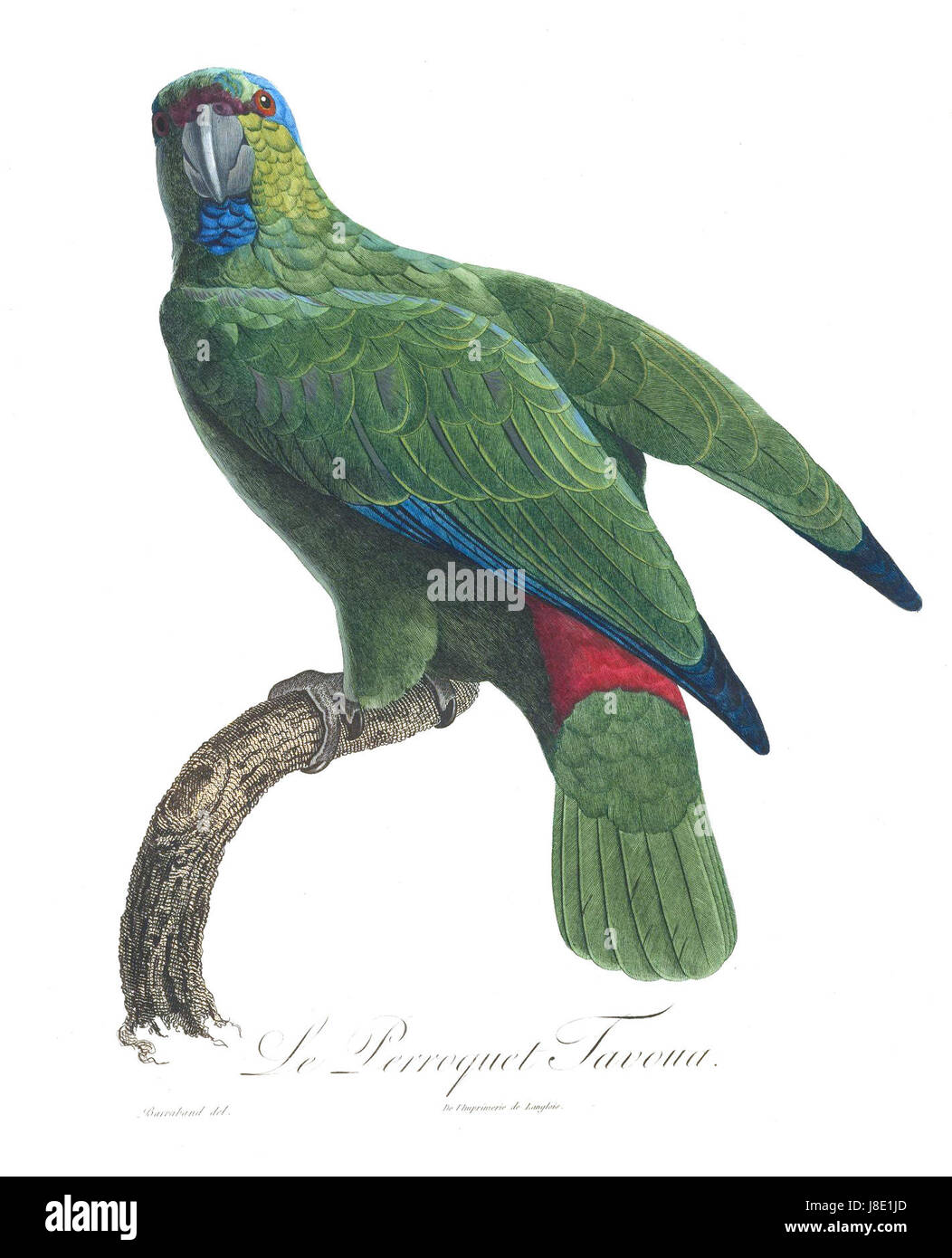 The Levaillant Parrot is a species of parrot native to Southern Africa ...
