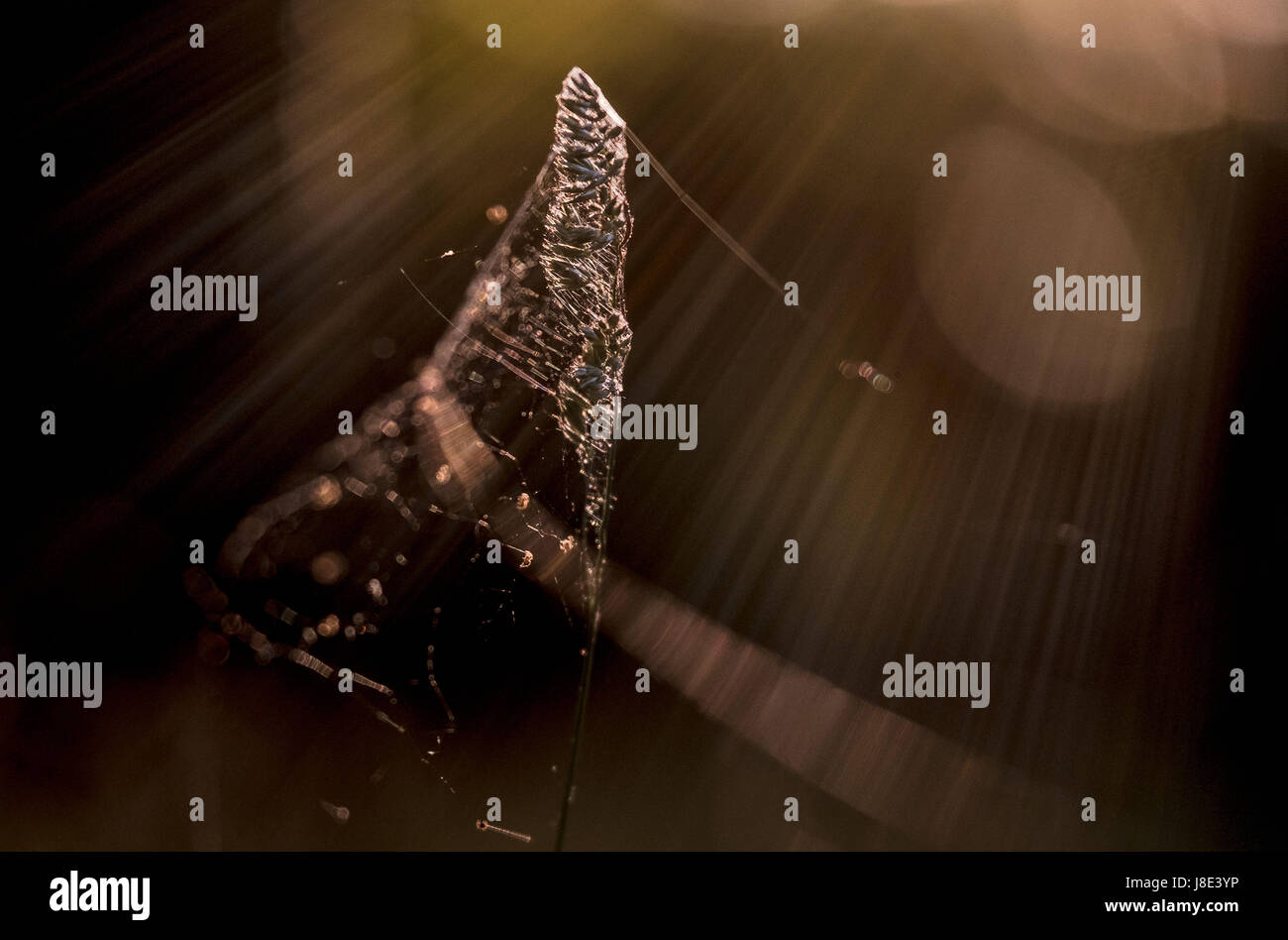 Hanover, Germany. 28th May, 2017. dpatop - Early sunrays beam on a ...