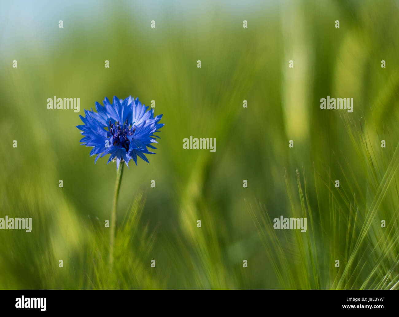 Blue bloosoms of a cornflower shine bright on a green corn field in ...