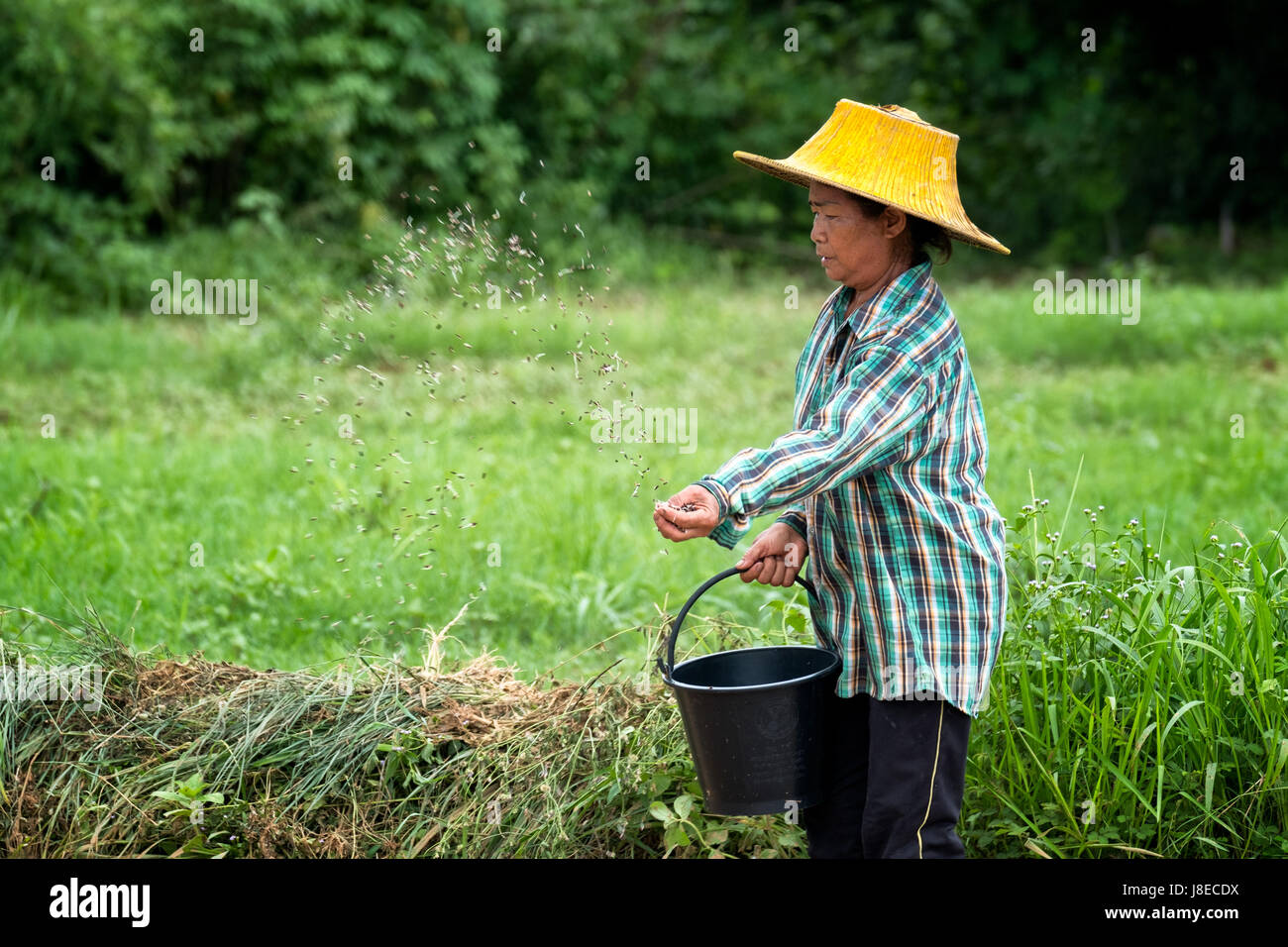 With the start of the rainy season, planting season begins in Nakhon ...