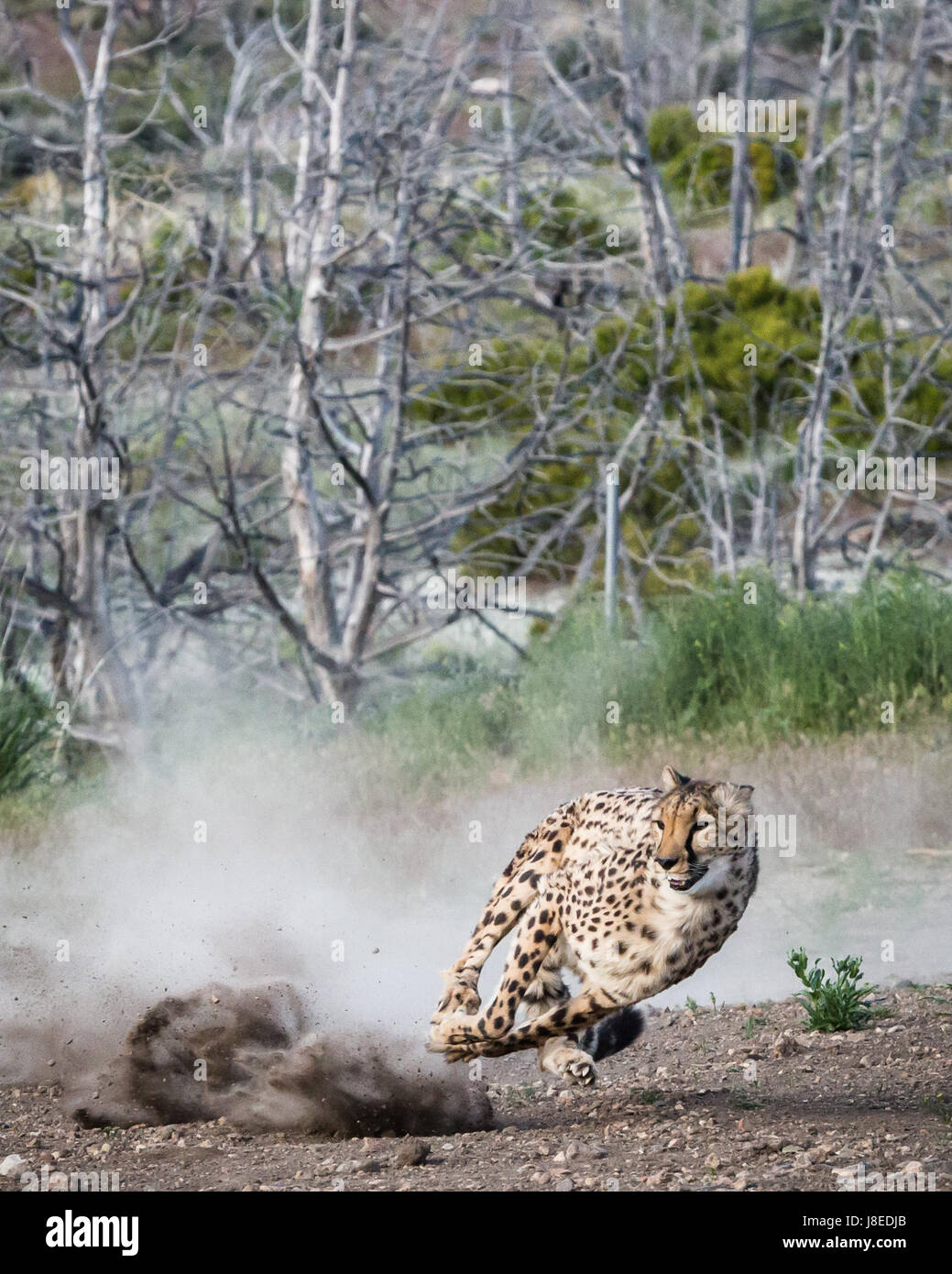 Worlds fastest land animal hi-res stock photography and images - Alamy