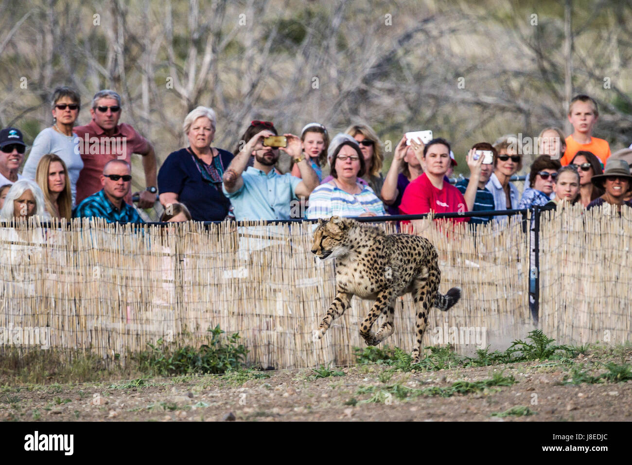 Land based predators hi-res stock photography and images - Alamy