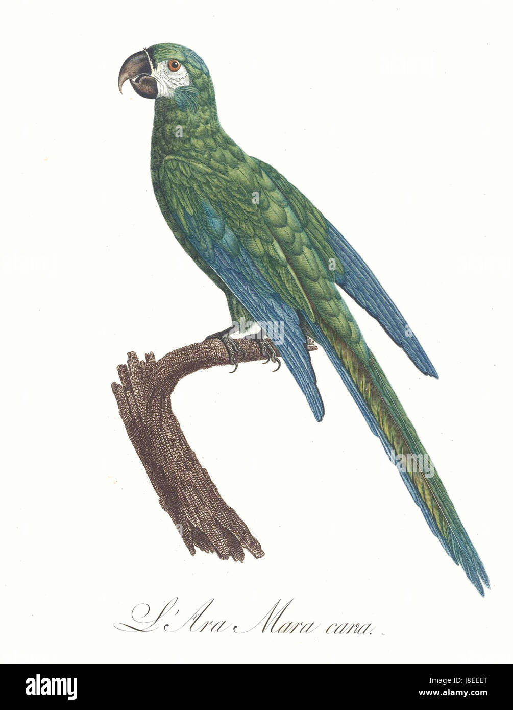 The Levaillant Parrot, also known as the Yellow-fronted Amazon, is a ...