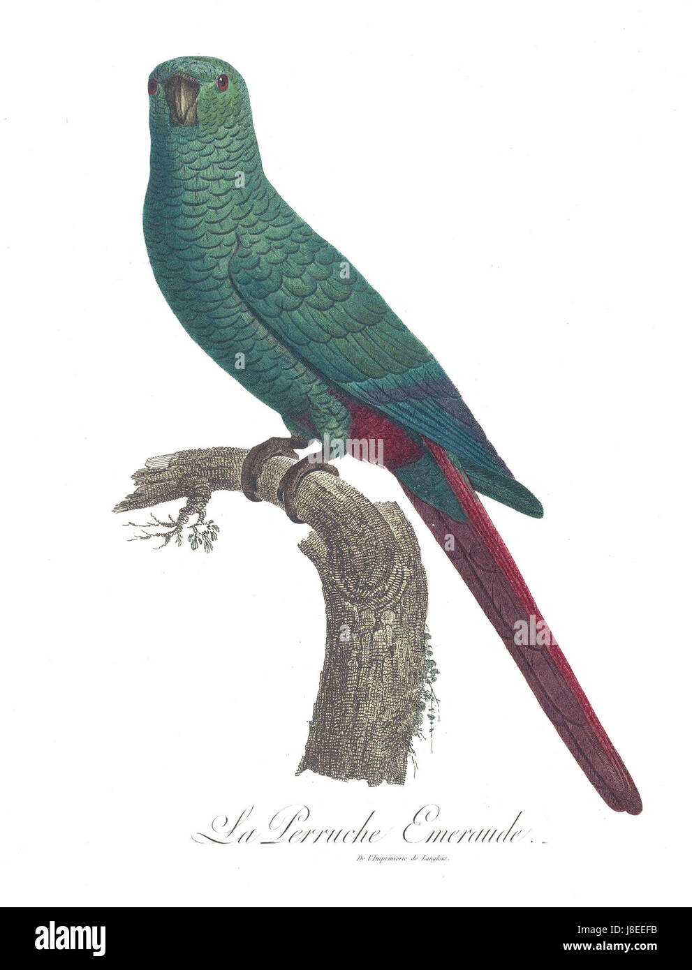 The Levaillant Parrot is a species known for its vibrant colors and ...