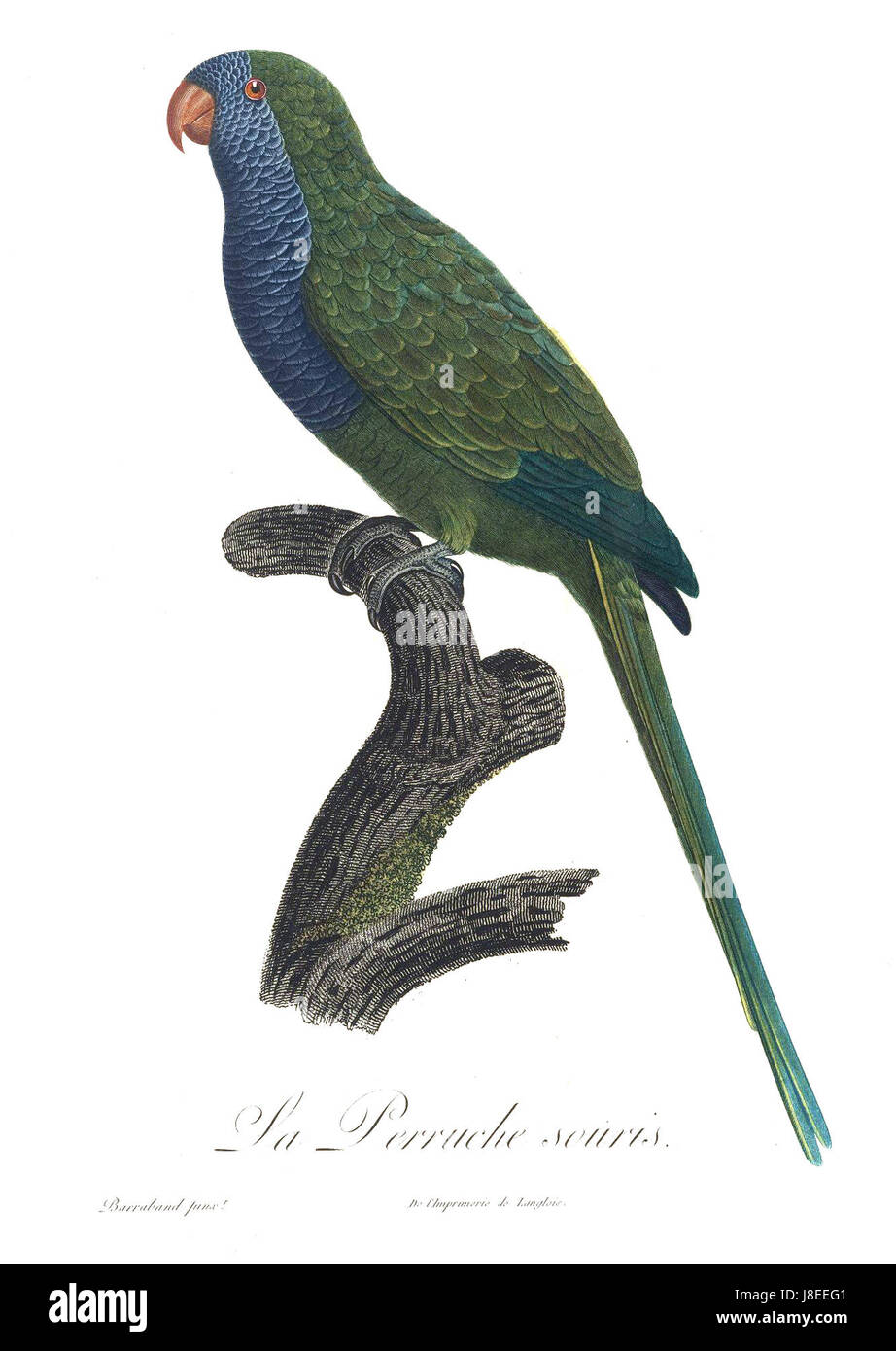 South african native birds Cut Out Stock Images & Pictures - Alamy