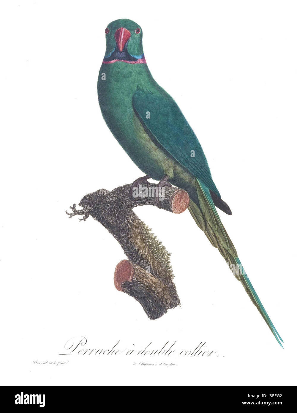 Levaillant's Parrot, scientifically known as Poicephalus rueppelli, is ...