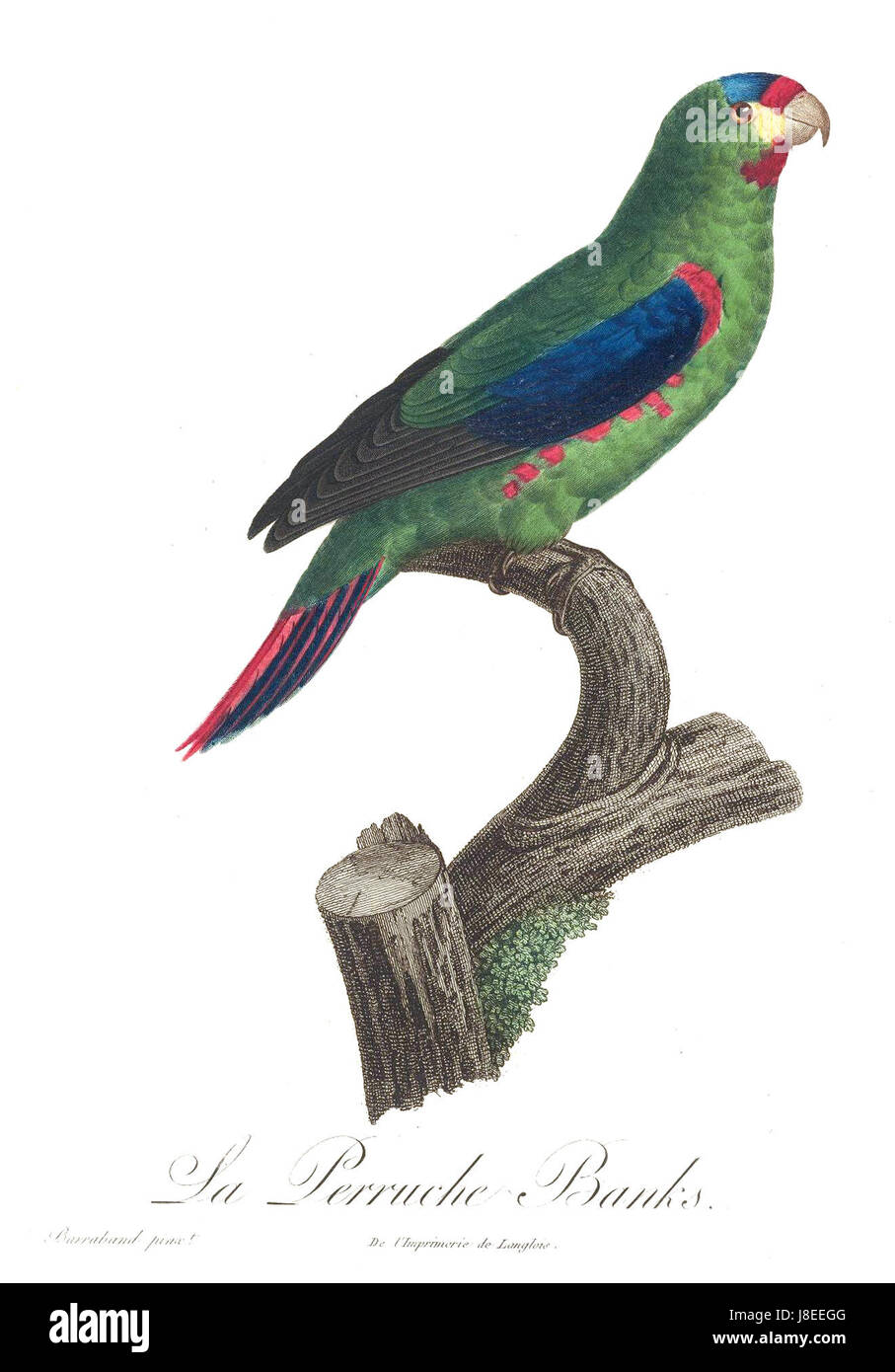 The Levaillant Parrot is a species of parrot native to southern Africa ...