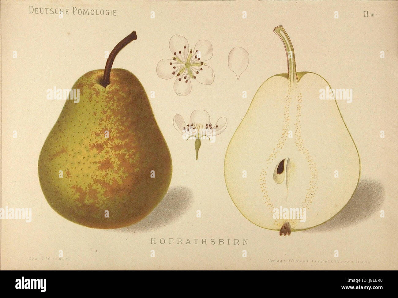 'Deutsche Pomologie' focuses on German fruit varieties, specifically ...