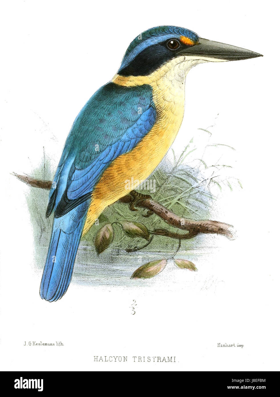 Halcyon Tristrami Keulemans refers to a bird species illustrated by the artist Tristram ...