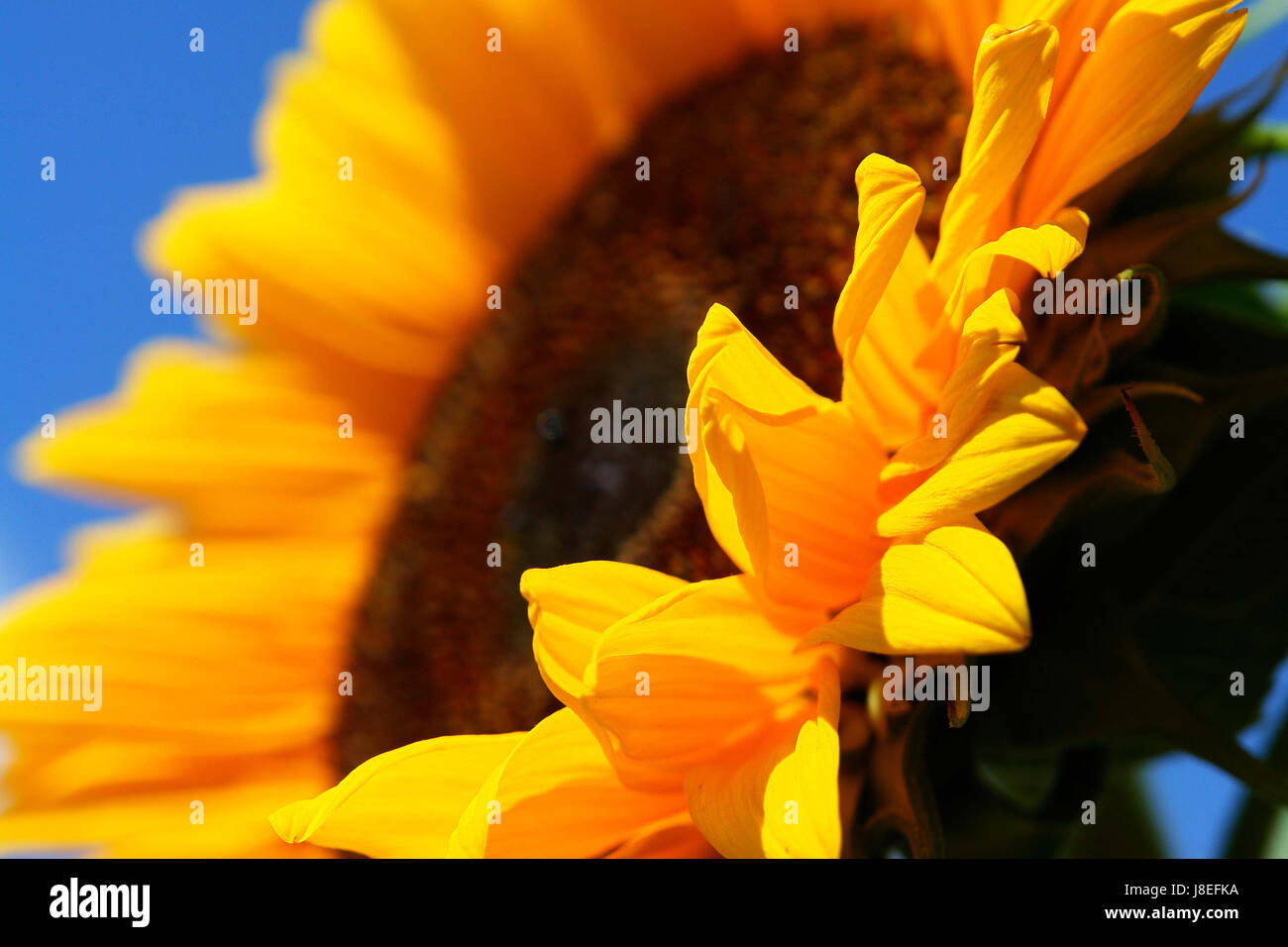 garden, flower, plant, bloom, blossom, flourish, flourishing, flowers ...