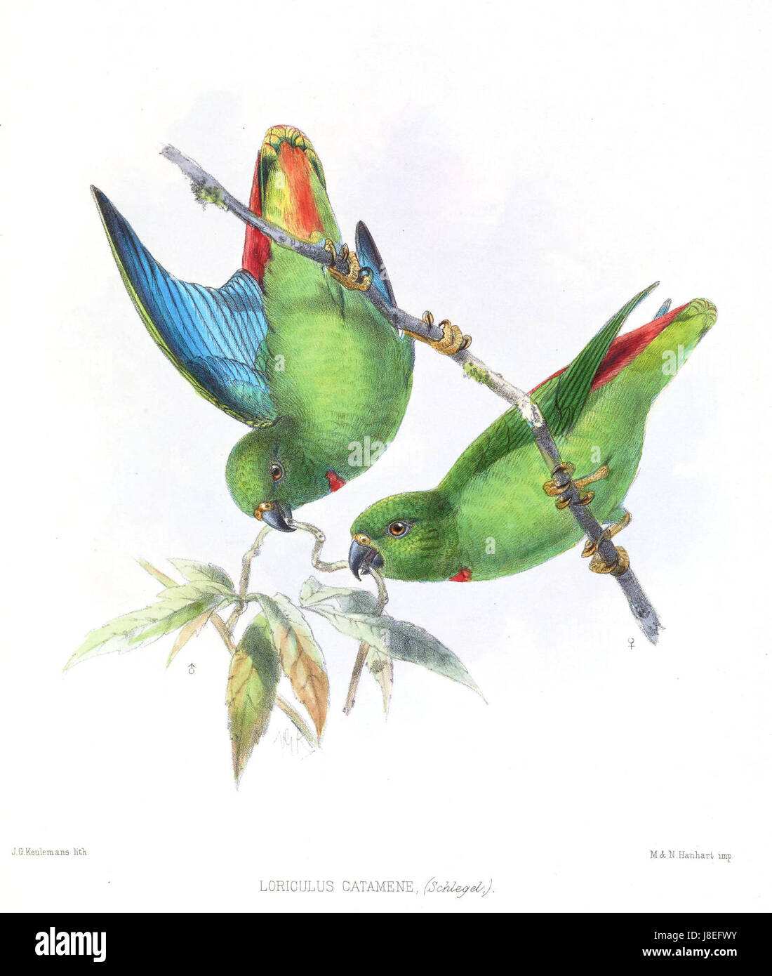 Loriculus catamene is a species of parrot depicted by Keulemans in his ...