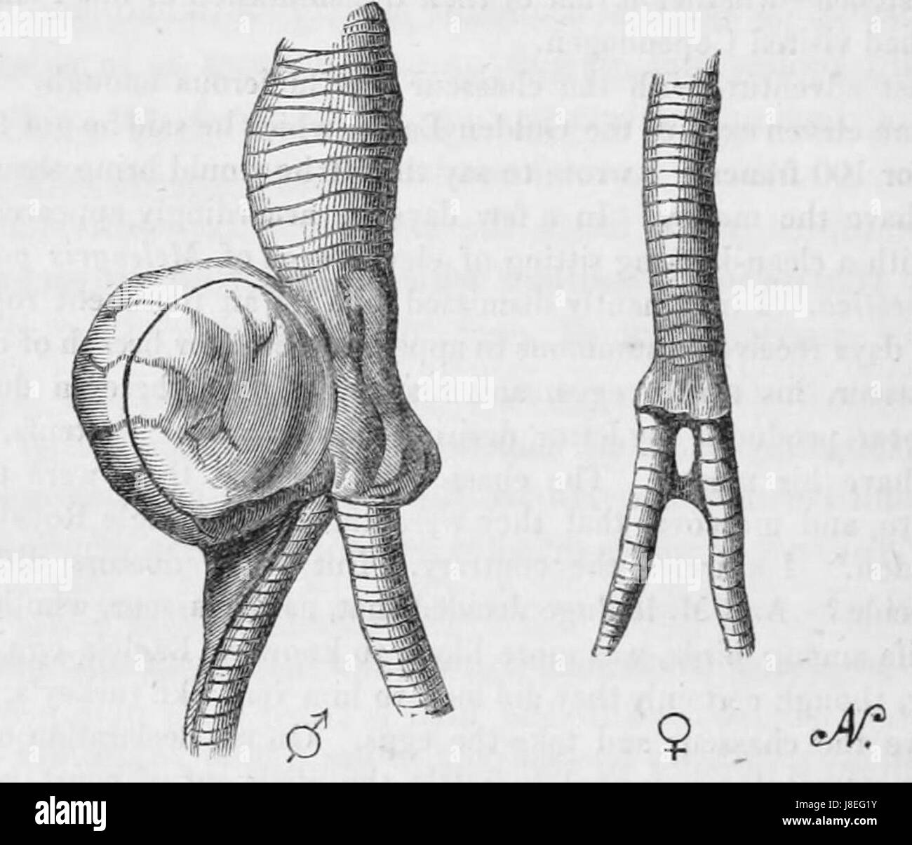 Histrionicus histrionicus syrinx 1859 Stock Photo - Alamy
