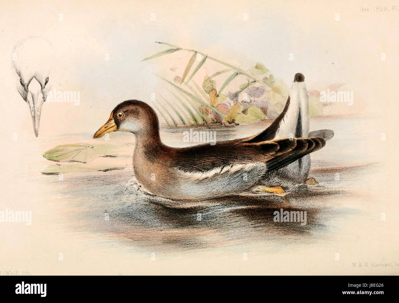 Lesser moorhen paragallinula angulata hi-res stock photography and ...