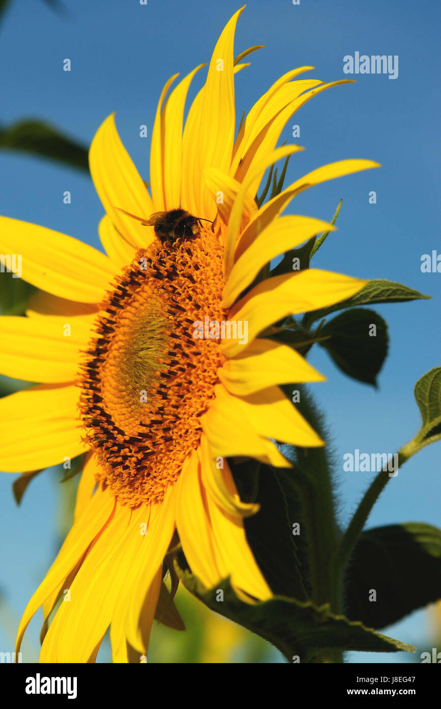 garden, animal, insect, flower, plant, insects, summer, summerly ...