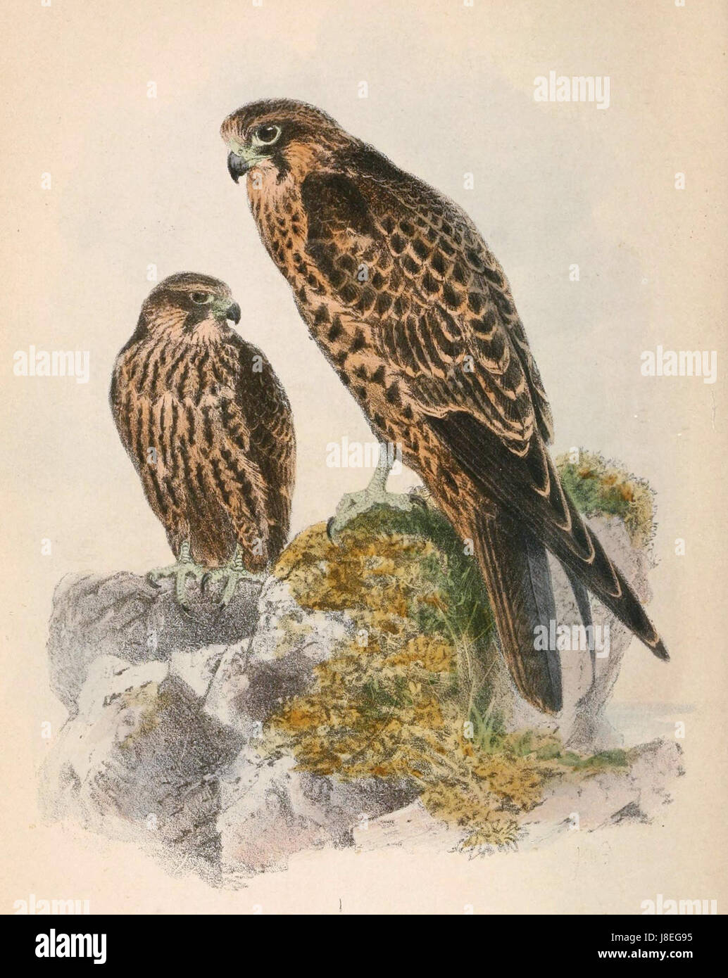 Falco eleonorae, also known as Eleonora’s falcon, is a species of bird ...