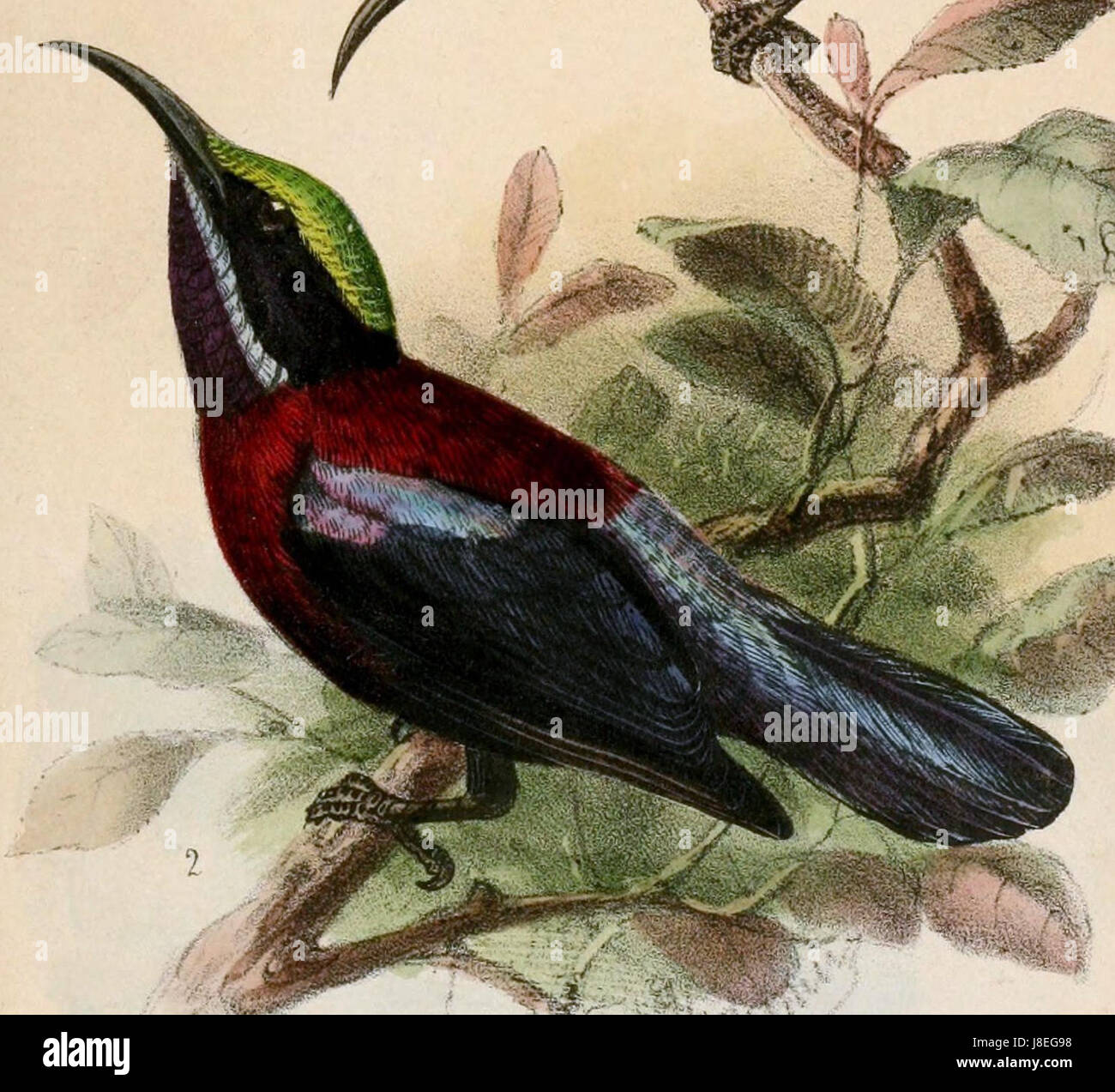 Leptocoma sericea grayi, described in 1870, is a subspecies of the ...