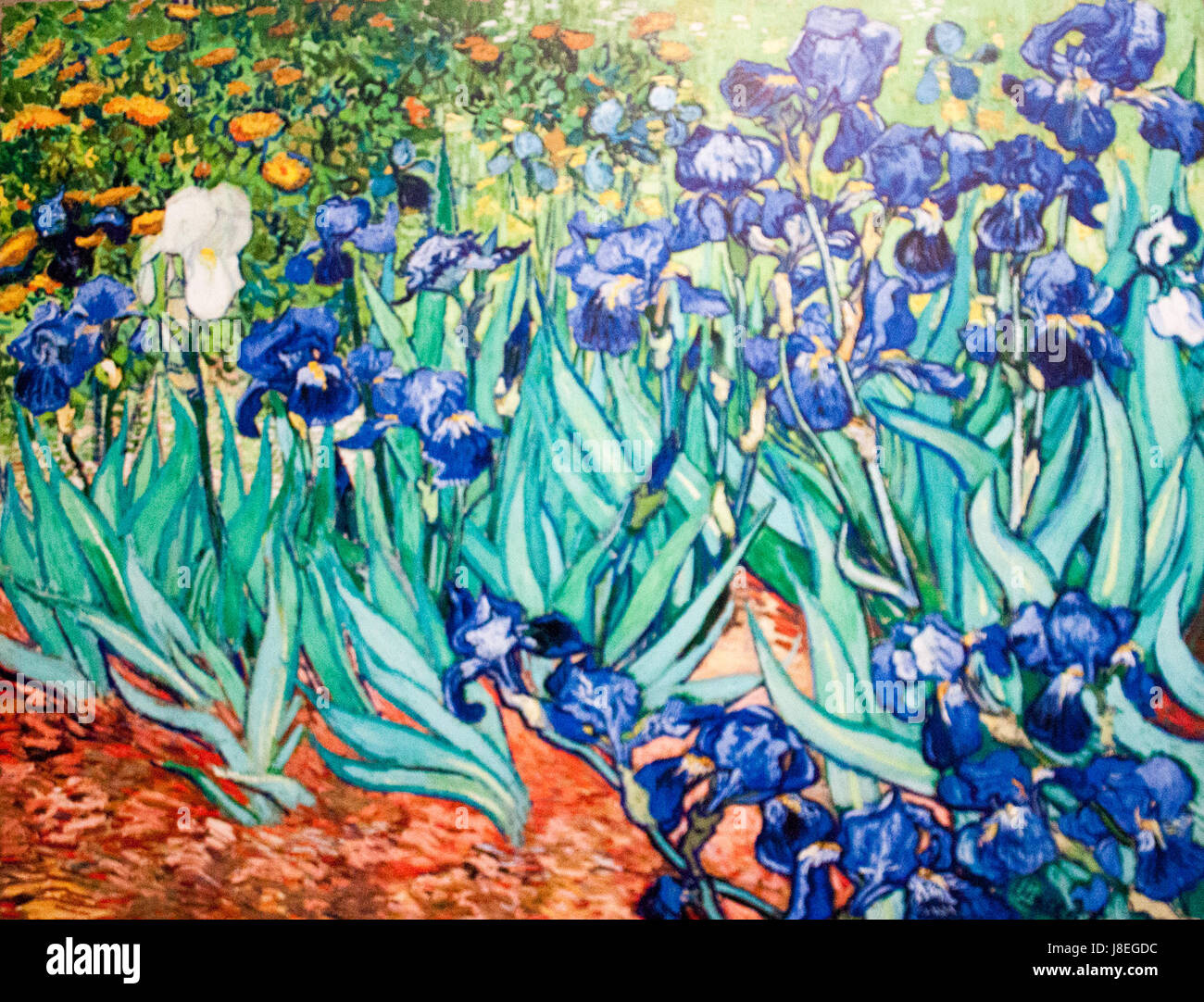 'Irises' (JH 1691) is a famous painting by Vincent van Gogh, depicting a vibrant group of irises ...