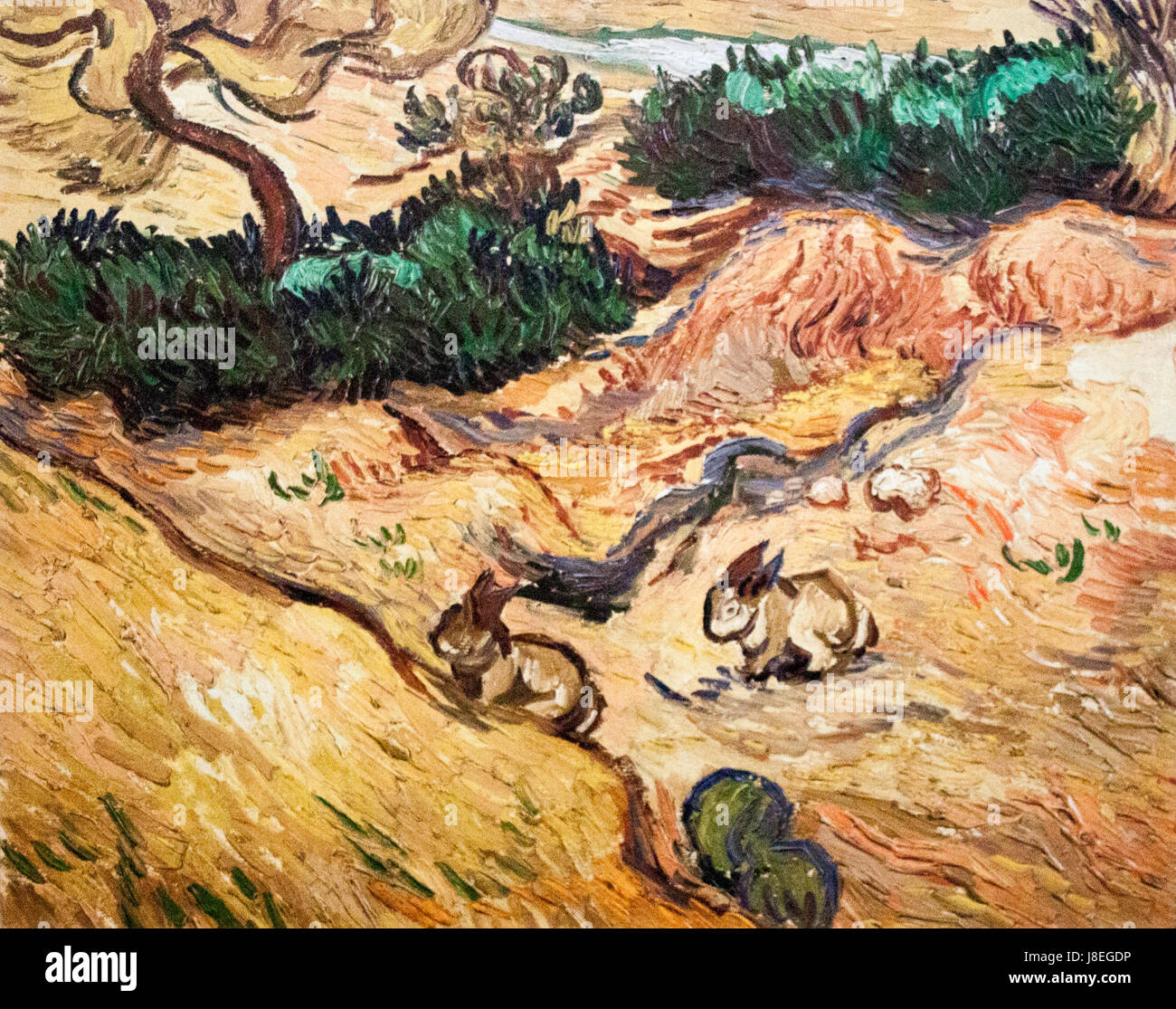 Field of rabbits hi-res stock photography and images - Alamy