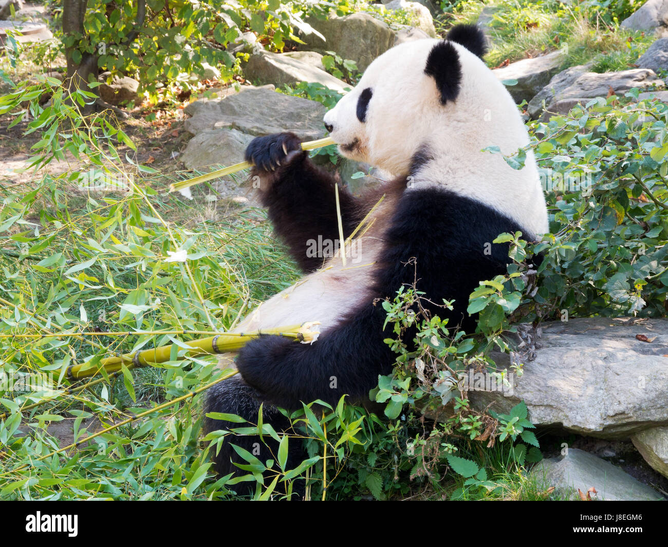 bear, panda, animal, mammal, bear, fauna, skin, rare, bamboo, chinese ...