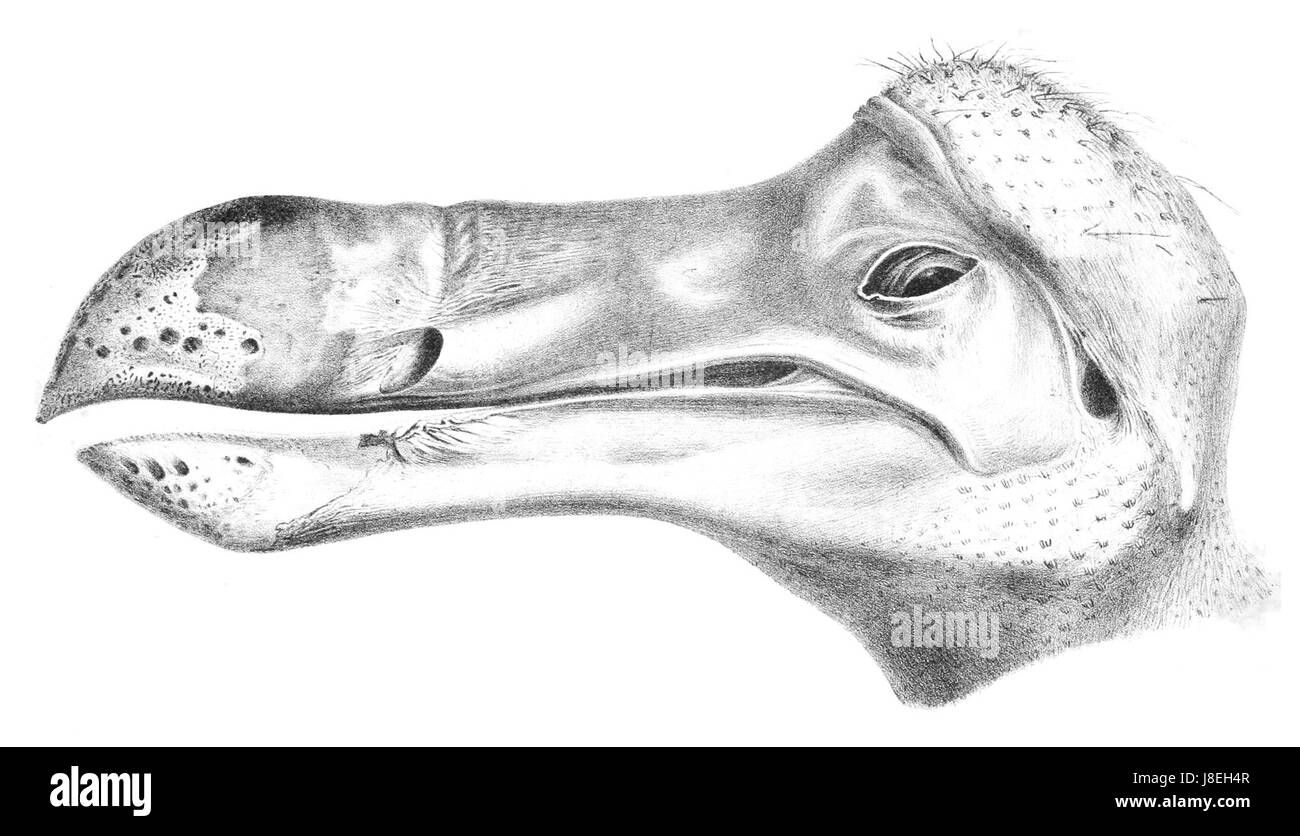 A dried dodo head is a rare and valuable specimen of the extinct bird ...