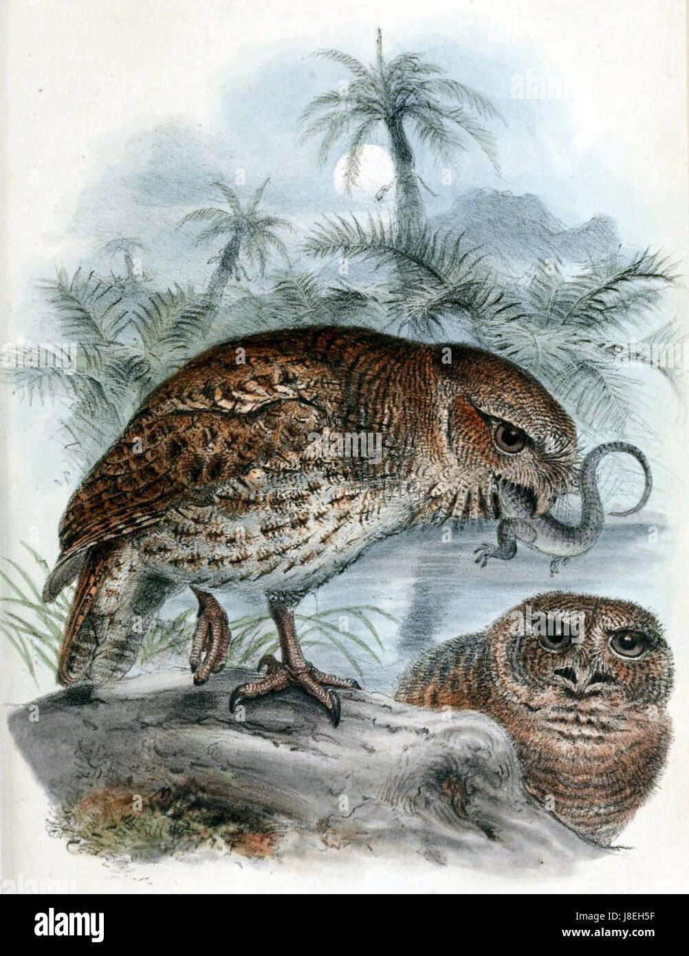 Megascops nudipes newtoni Stock Photo - Alamy