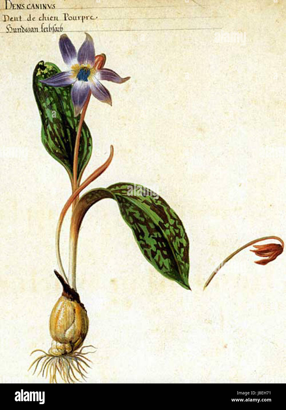 Erythronium dens canis01 Stock Photo - Alamy