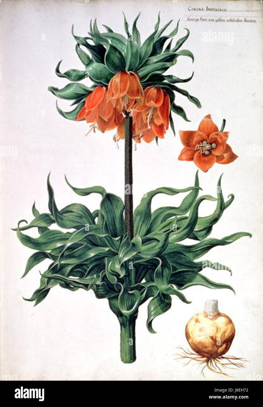 Fritillaria imperialis, also known as the crown imperial, is a large ...