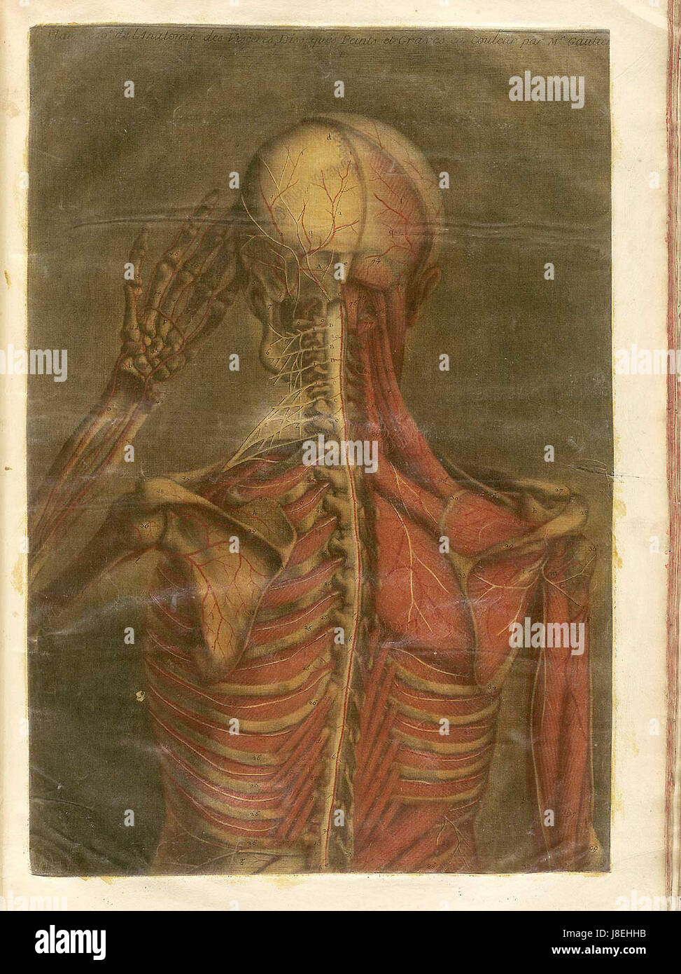 Jacques Fabian Gautier d'Agoty was a French artist known for his 18th ...