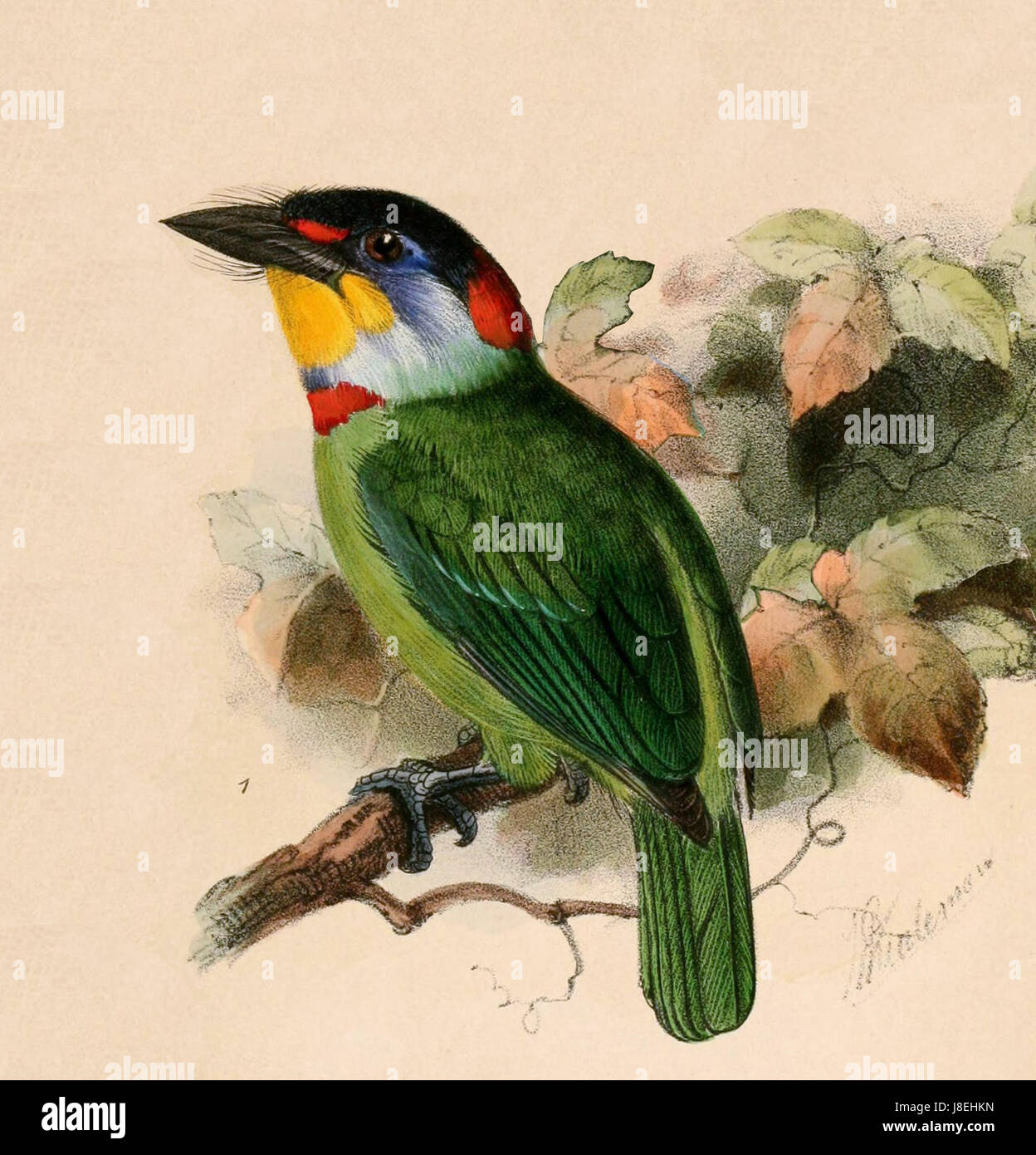 This image depicts Megalaima faber, a species of bird from the ...