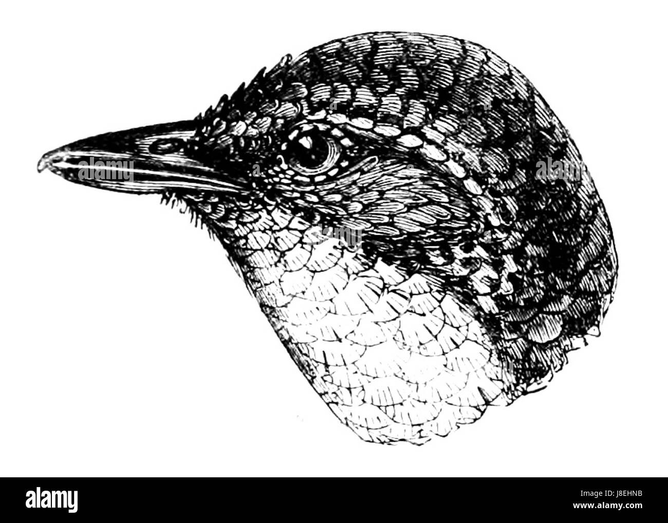 Liosceles thoracicus hi-res stock photography and images - Alamy