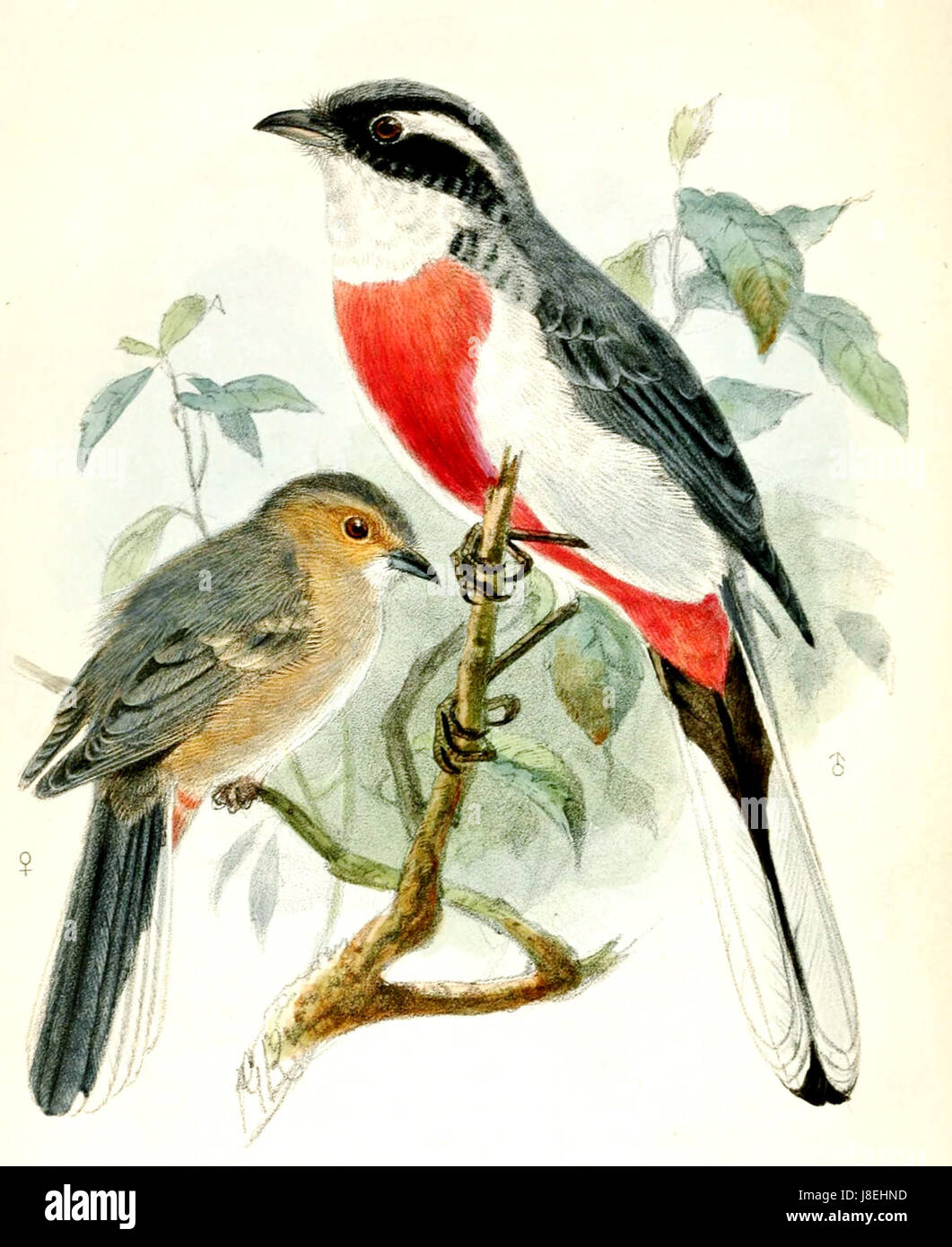 Granatellus venustus is a species of bird described in 1874, known for ...