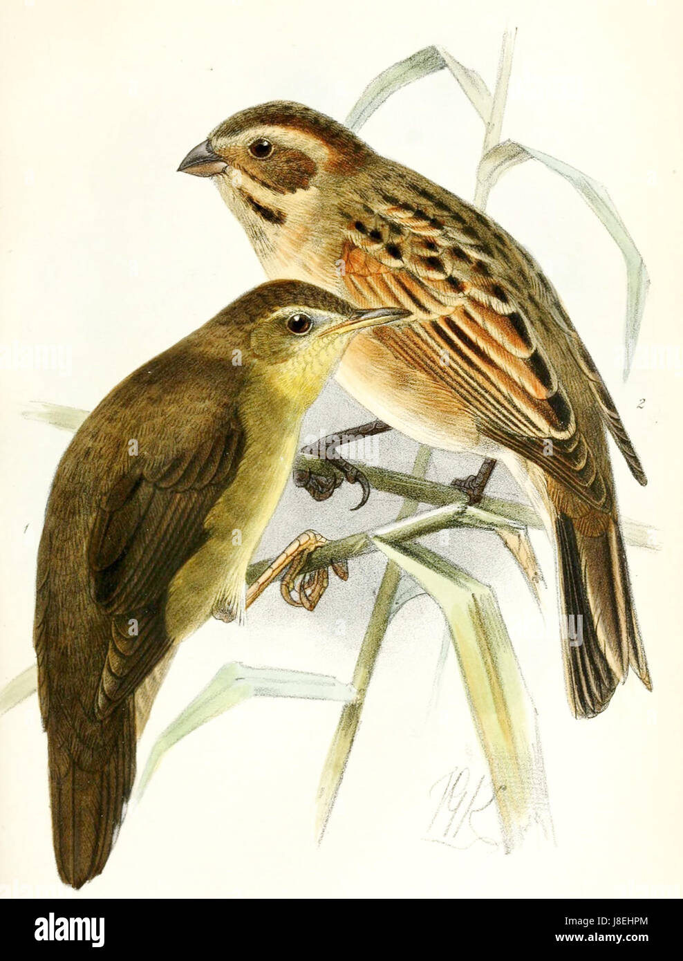 An 1876 illustration depicts Locustella ochotensis (Pallas's ...