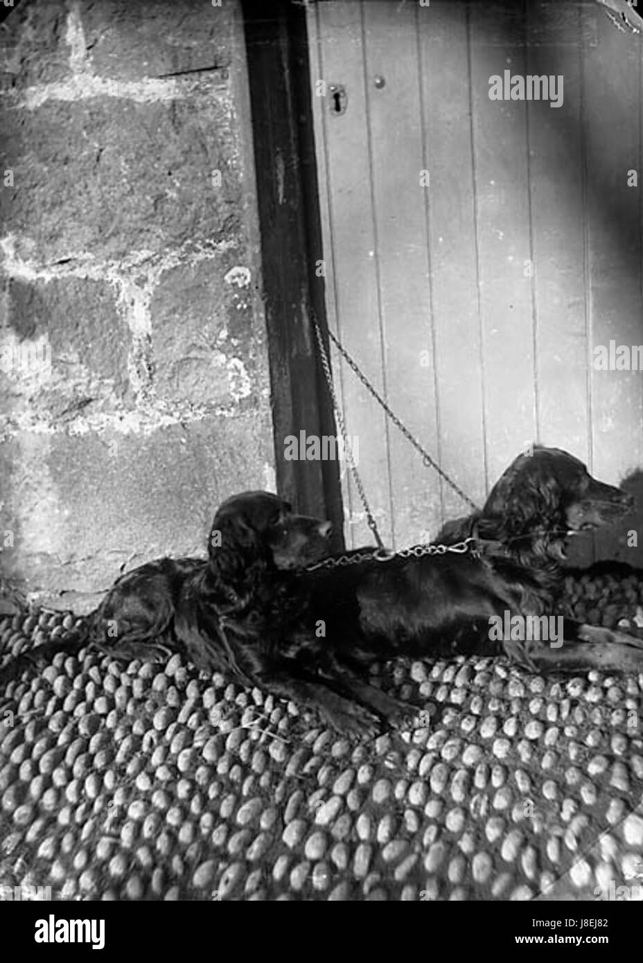 Setters Black and White Stock Photos & Images - Alamy