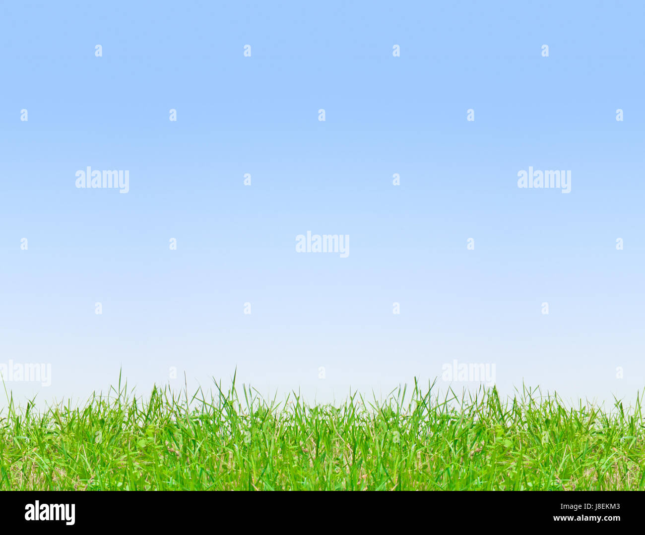 summer, summerly, spring, daylight, landscape, scenery, countryside ...