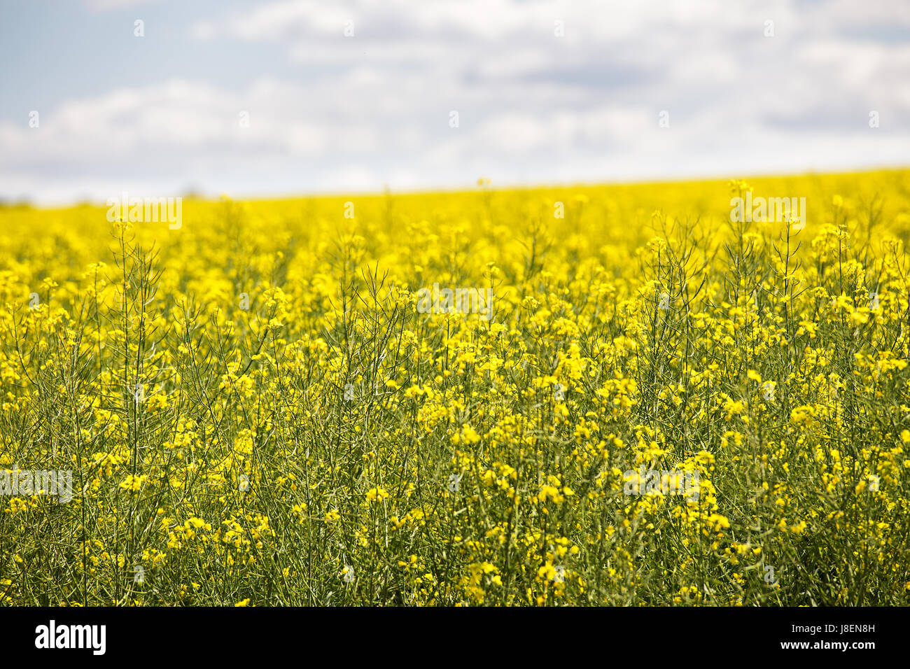 Yellow flowering field, beautiful countryside, sunny day. Beautiful ...