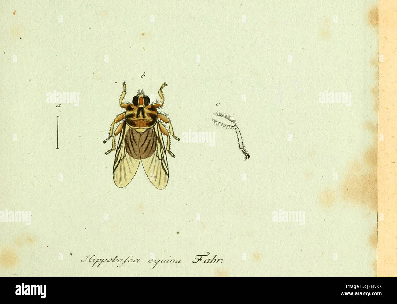 Fauna Germanica, Diptera 1793, vol.1, p66, Hippobosca equina Fabr Stock ...